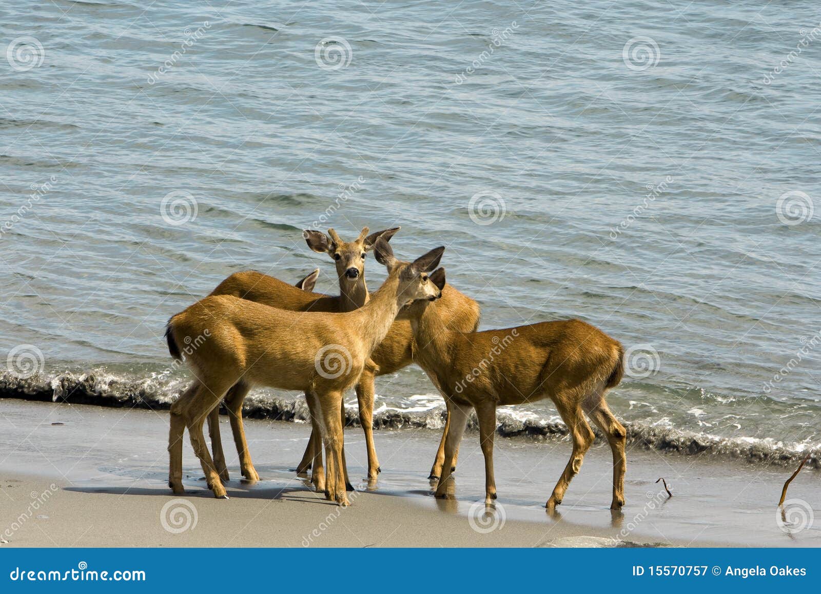 Deer on the Beach stock image. Image of shore, travel - 15570757