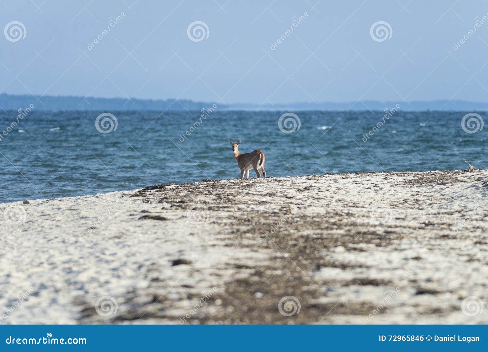 Deer on beach stock photo. Image of buzzards, county - 72965846
