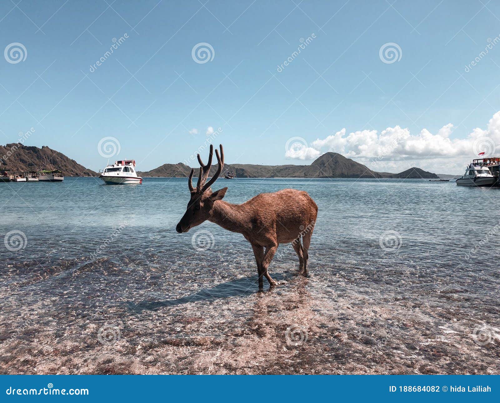 Deer at the beach stock photo. Image of rock, water - 188684082