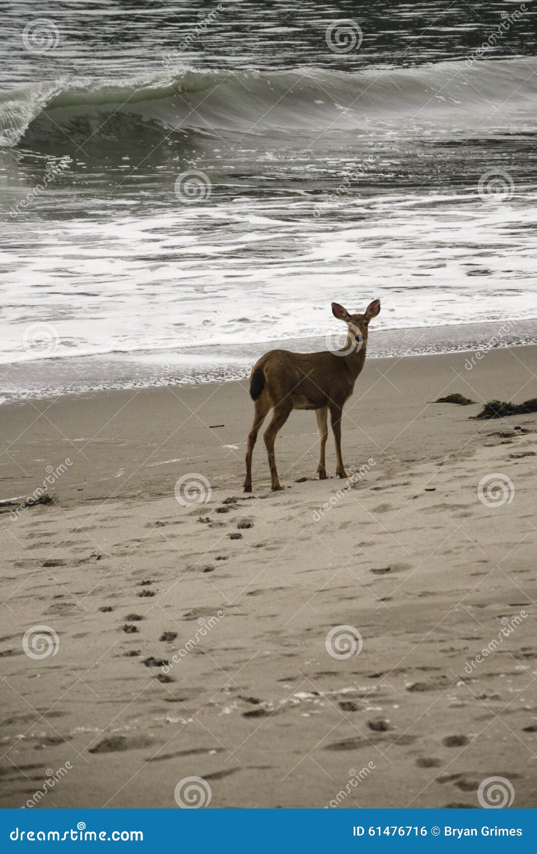 Deer on the Beach stock photo. Image of washington, blacktail - 61476716