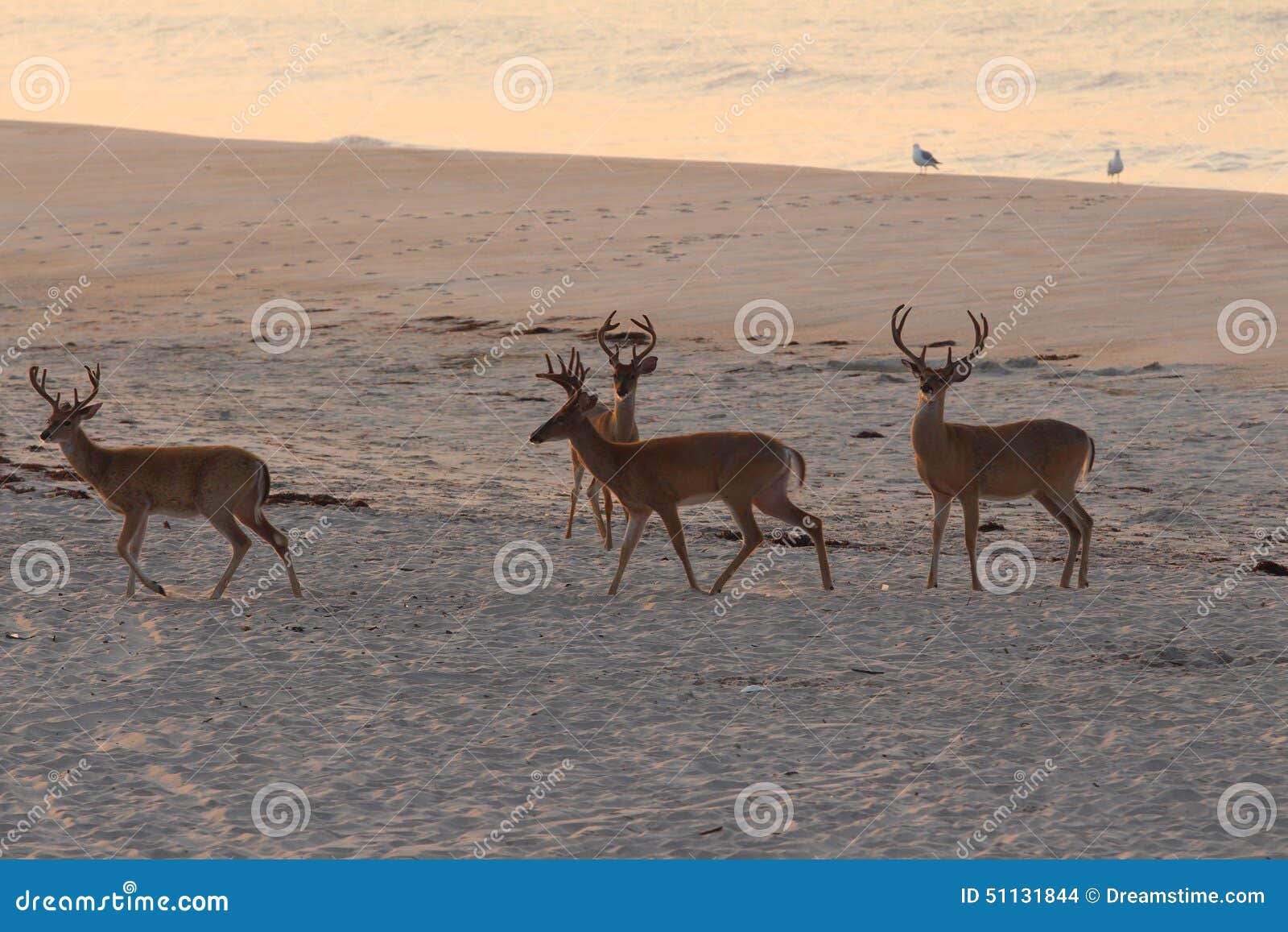 2,678 Deer Beach Stock Photos - Free & Royalty-Free Stock Photos from ...
