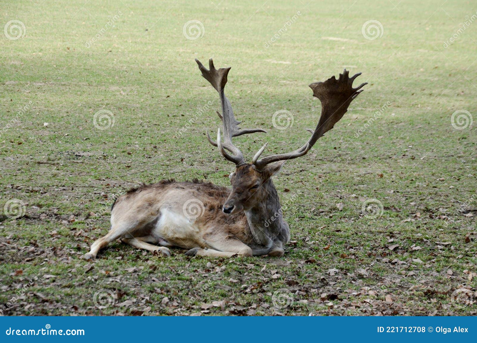 Deer with Beautiful Antlers Stock Photo - Image of portrait, stag ...