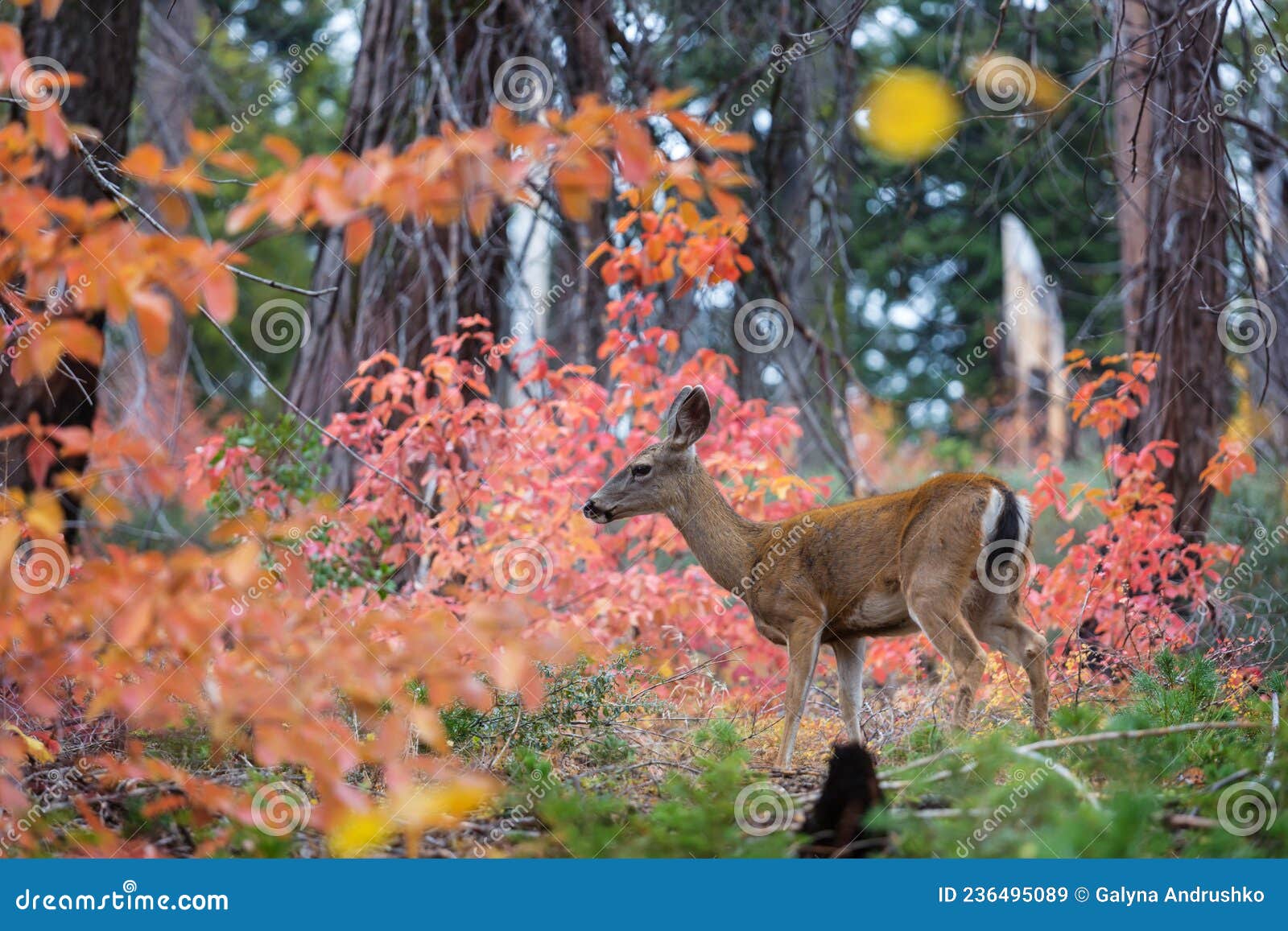 Deer stock image. Image of america, watching, north - 236495089