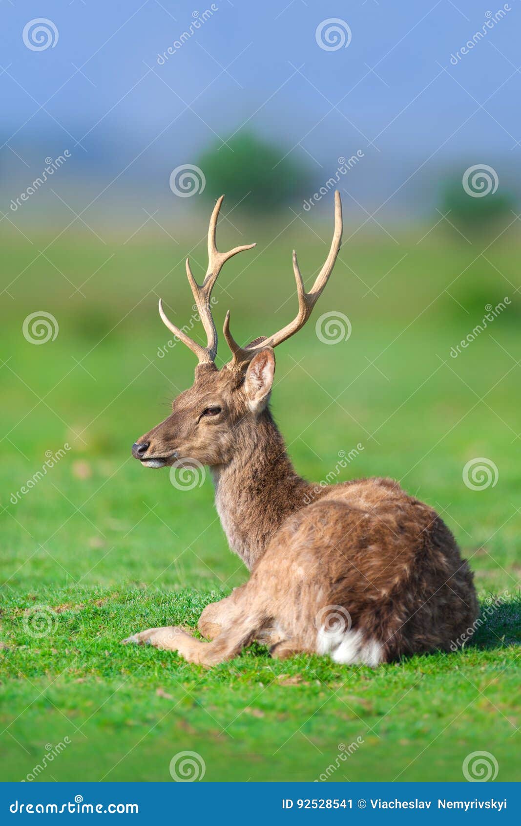 Deer with beautiful horns stock image. Image of rutting - 92528541