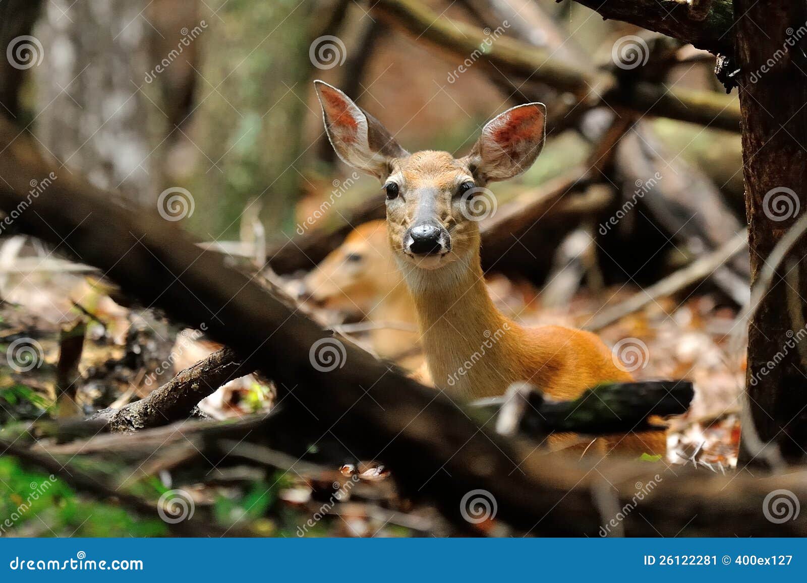 Deer bedded Doe stock image. Image of rest, scared, sportsmen - 26122281