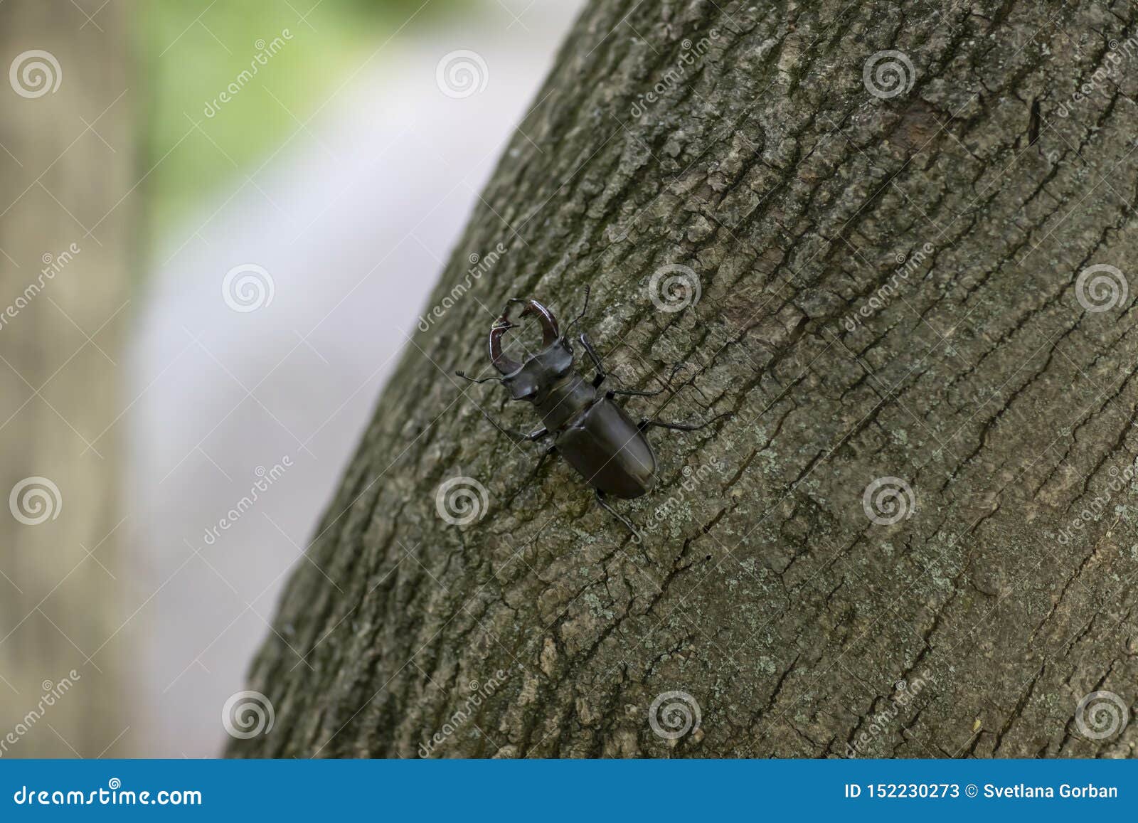 Crawling Deer Tick On The Background Of Human Hairy Skin. Infection ...