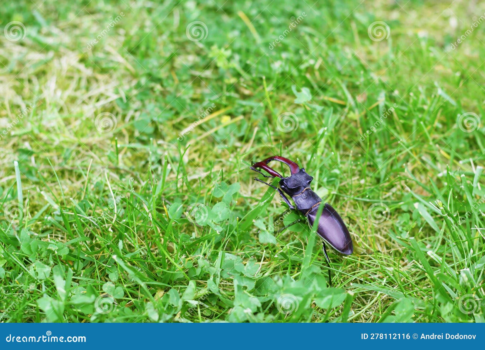 Deer Beetle on the Grass. Giant Bug with Horns. Stock Photo - Image of ...