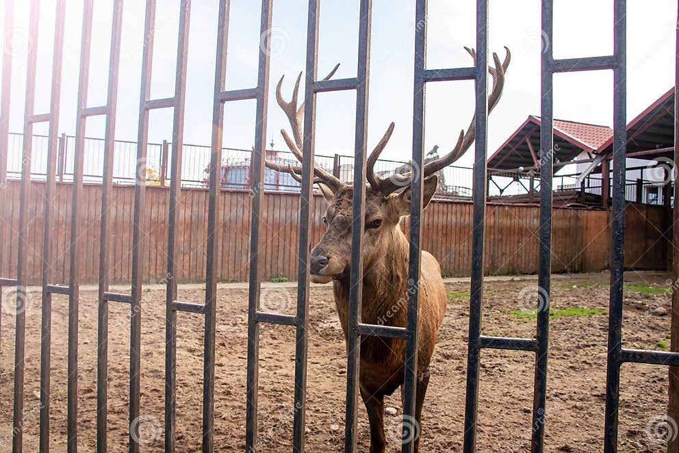 A Deer Behind the Bars of an Aviary Stock Image - Image of survive ...