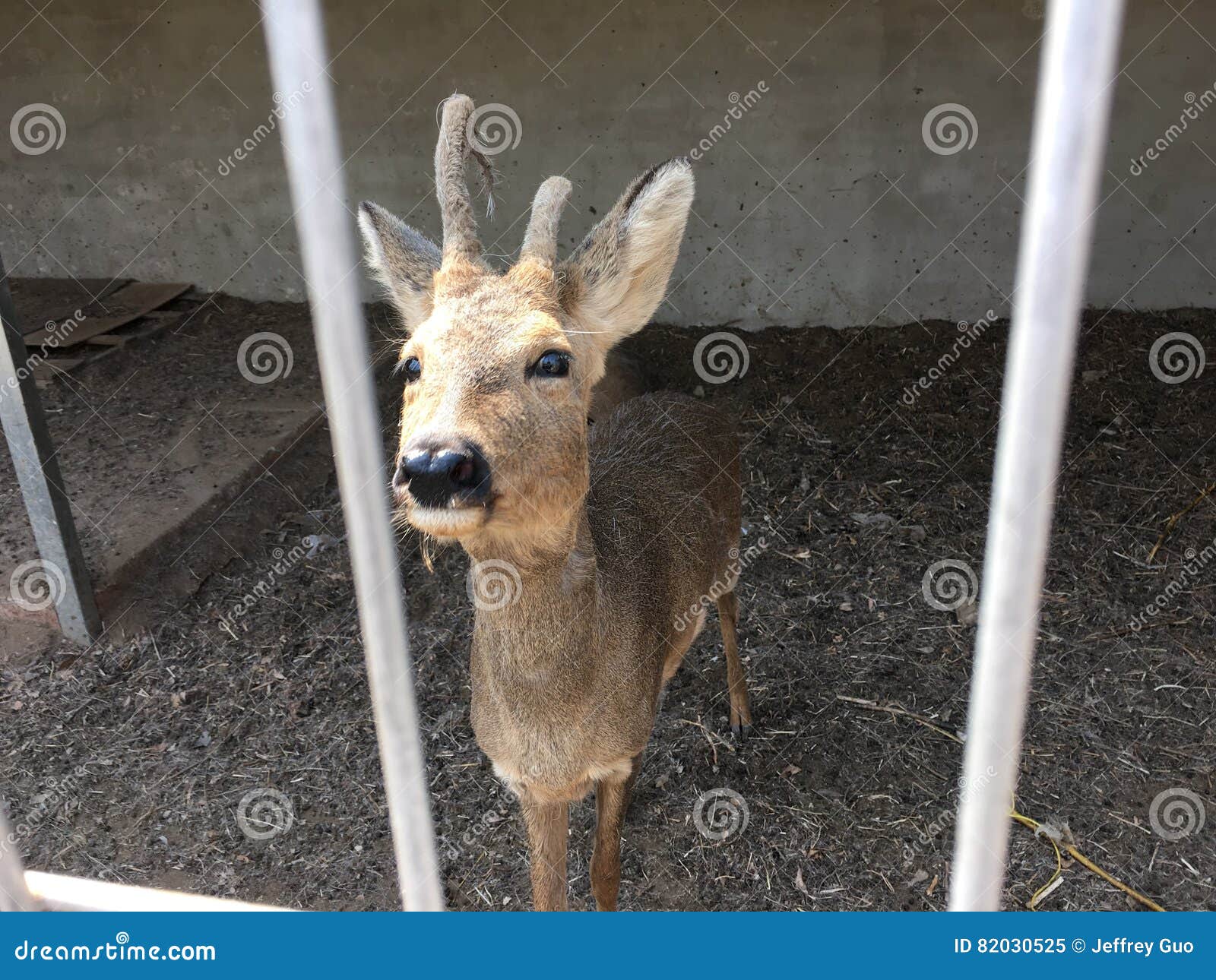 Deer behind bars stock image. Image of beijing, bars - 82030525