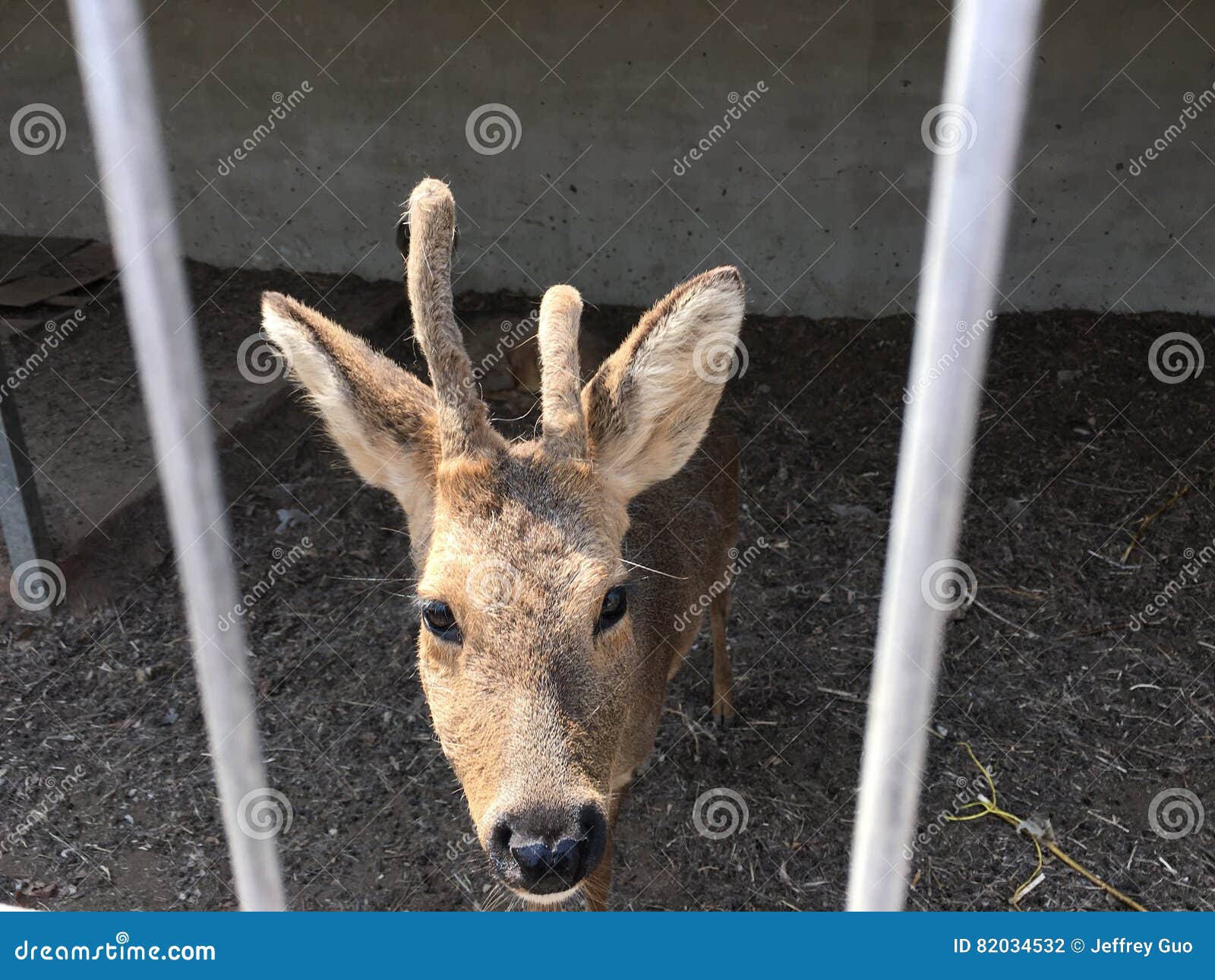 Deer behind bars stock photo. Image of horn, deer, bars - 82034532