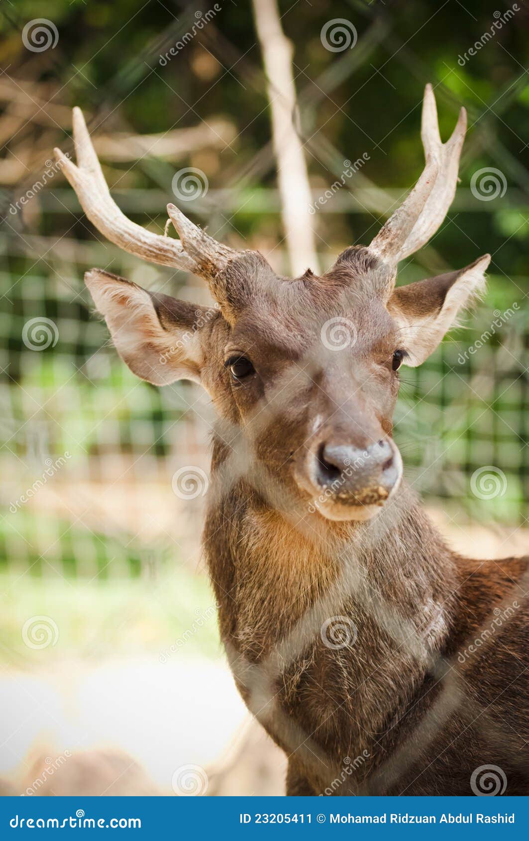 Deer Behind Fence stock image. Image of looking, animal - 23205411