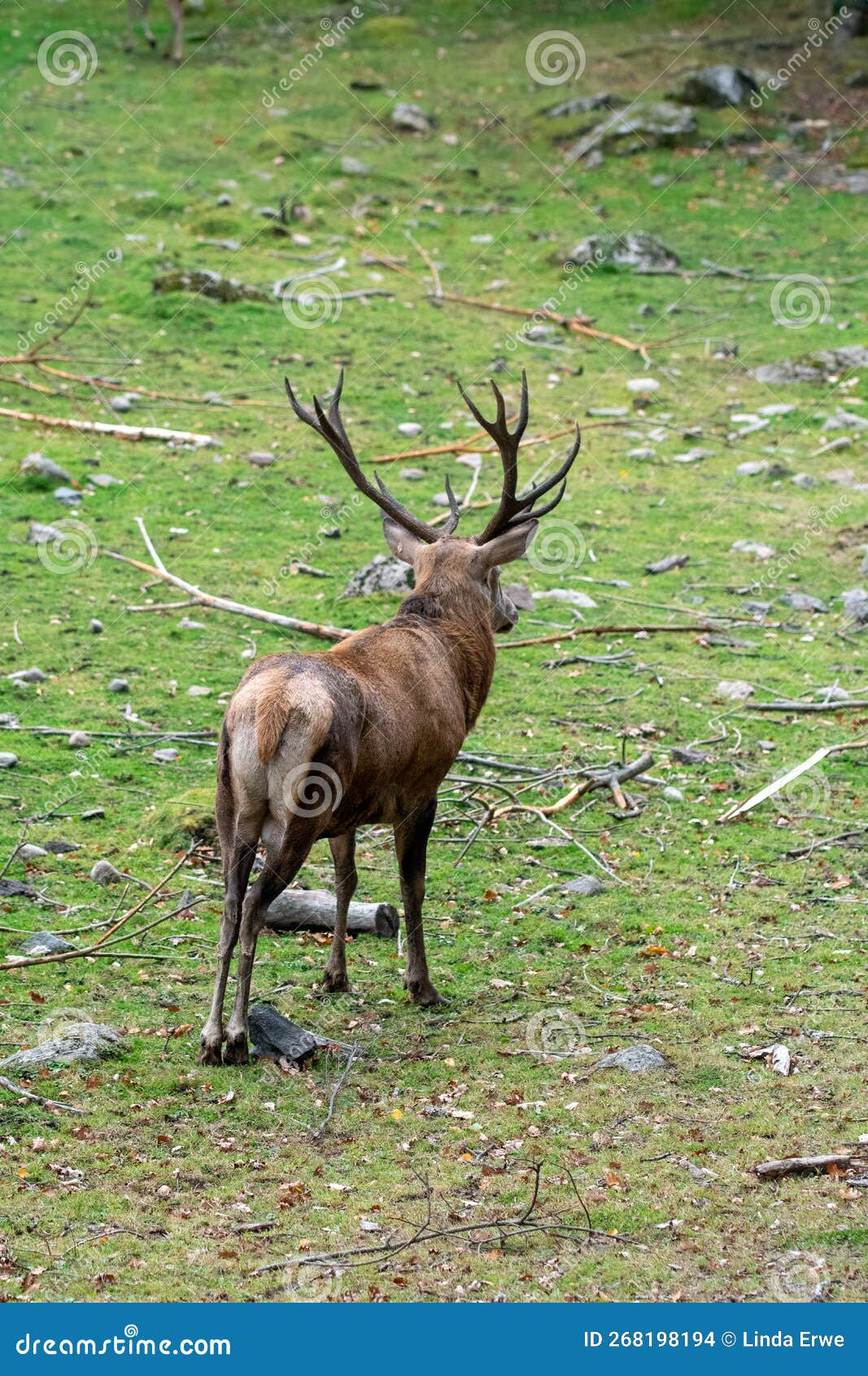 A Deer from Behind in Field Stock Photo - Image of element, forest ...
