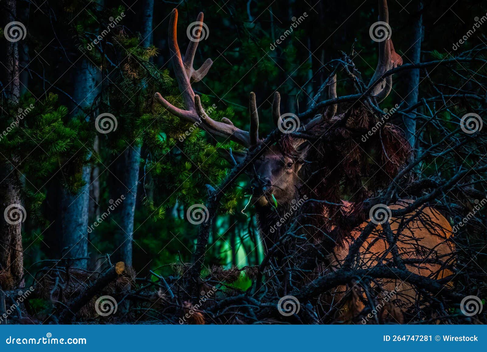 Deer Behind Tree Branches in the Woods Stock Image - Image of outdoors ...