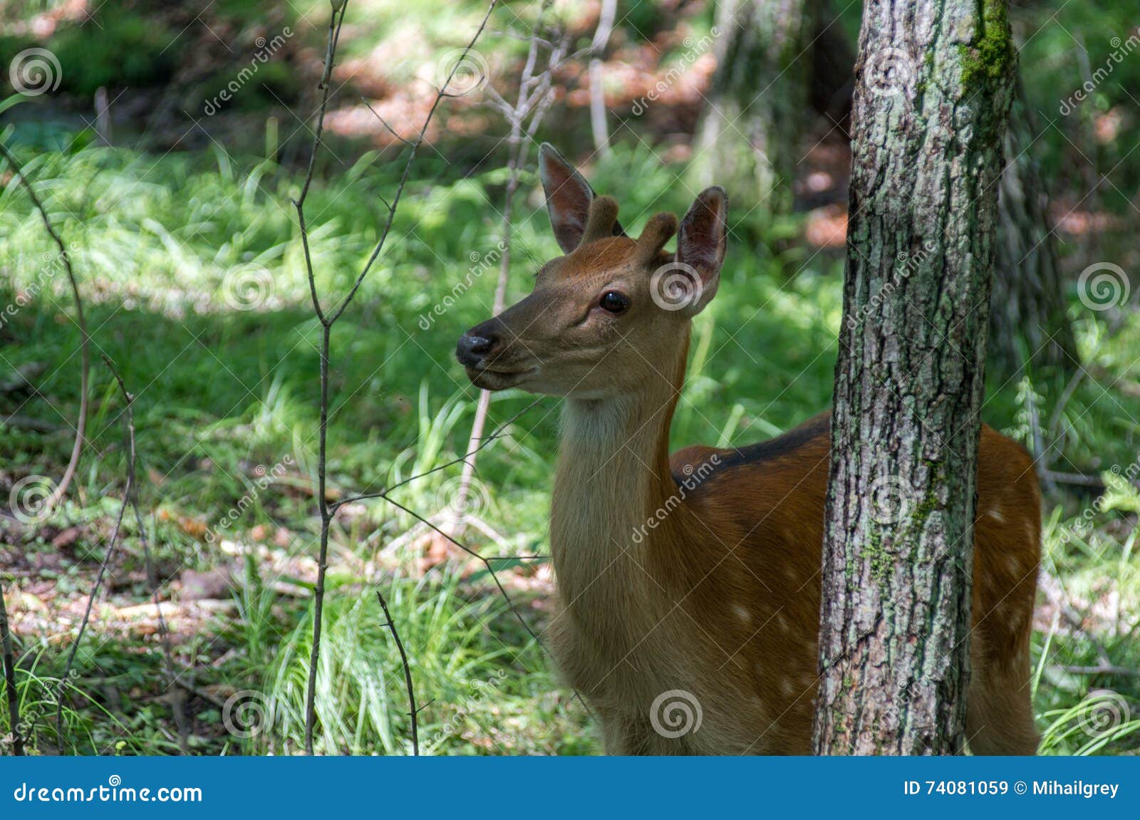 Deer behind a tree stock image. Image of forest, environment - 74081059