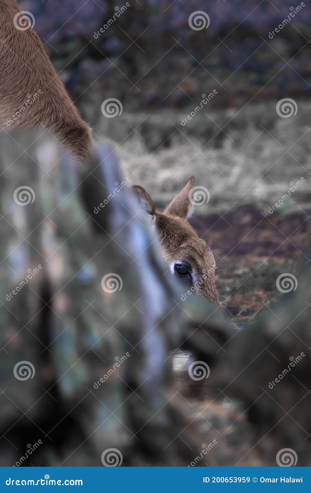 Deer Behind a Tree Showing the Eye only and Eating Grass Stock Image ...