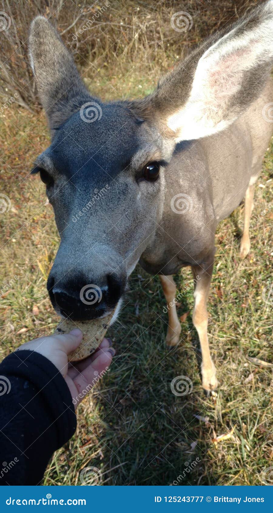 Deer being hand fed stock image. Image of emotion, deer - 125243777