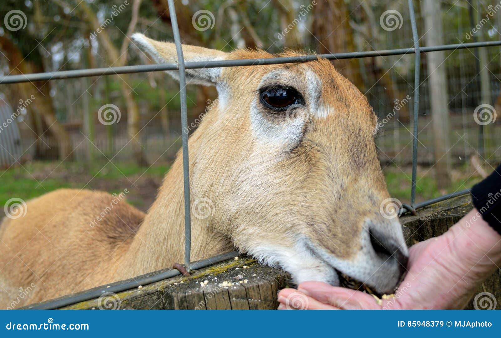 Deer being hand fed. stock image. Image of feeding, animal - 85948379