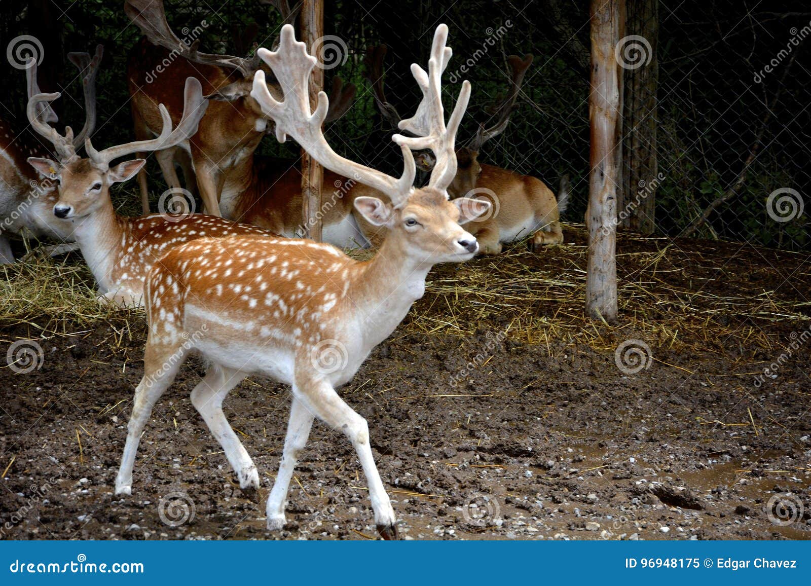 Deer with big antlers stock image. Image of animals, antlers - 96948175