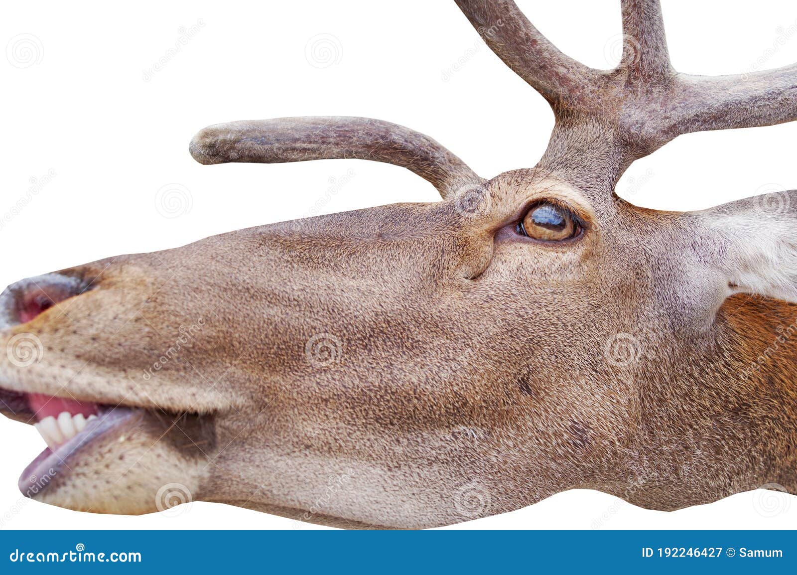 Deer with Big and Beautiful Antlers on White Stock Image - Image of ...