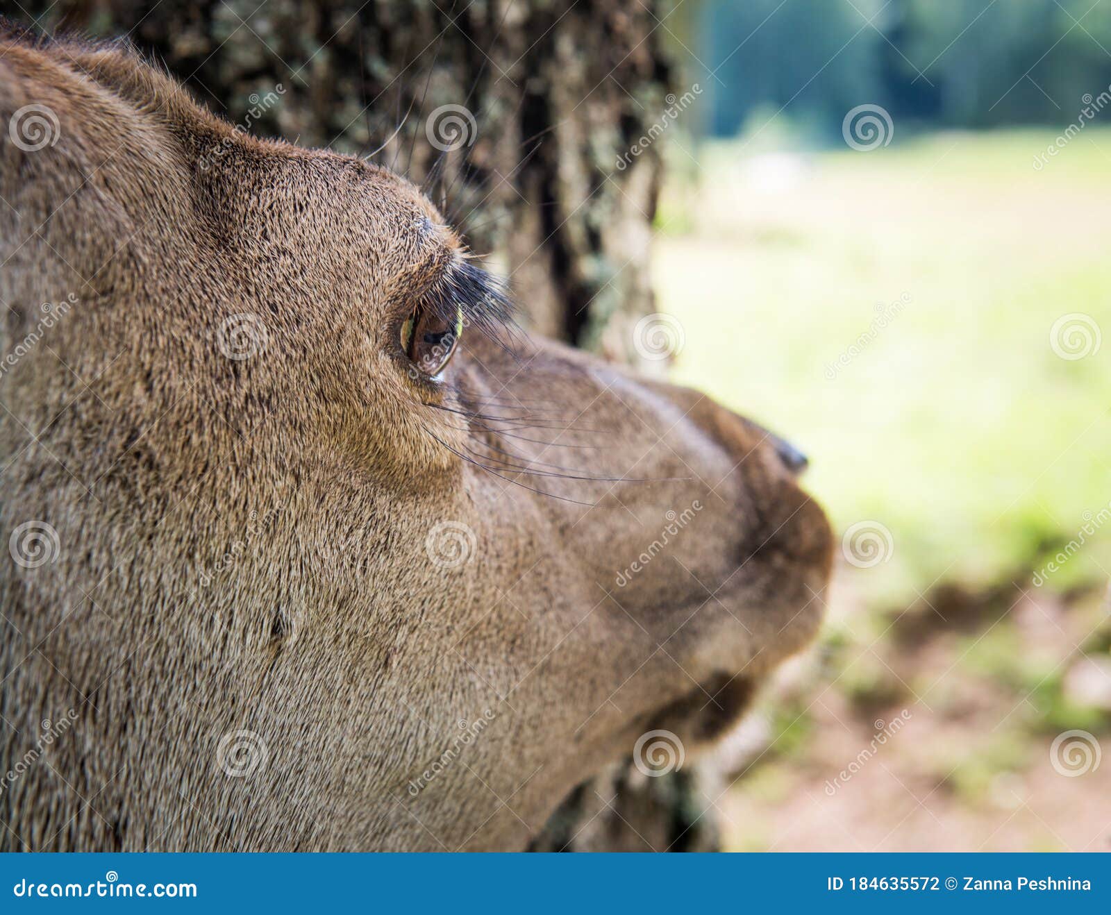 Deer with Big Eyes in the Forest Looking Forward Stock Photo - Image of ...