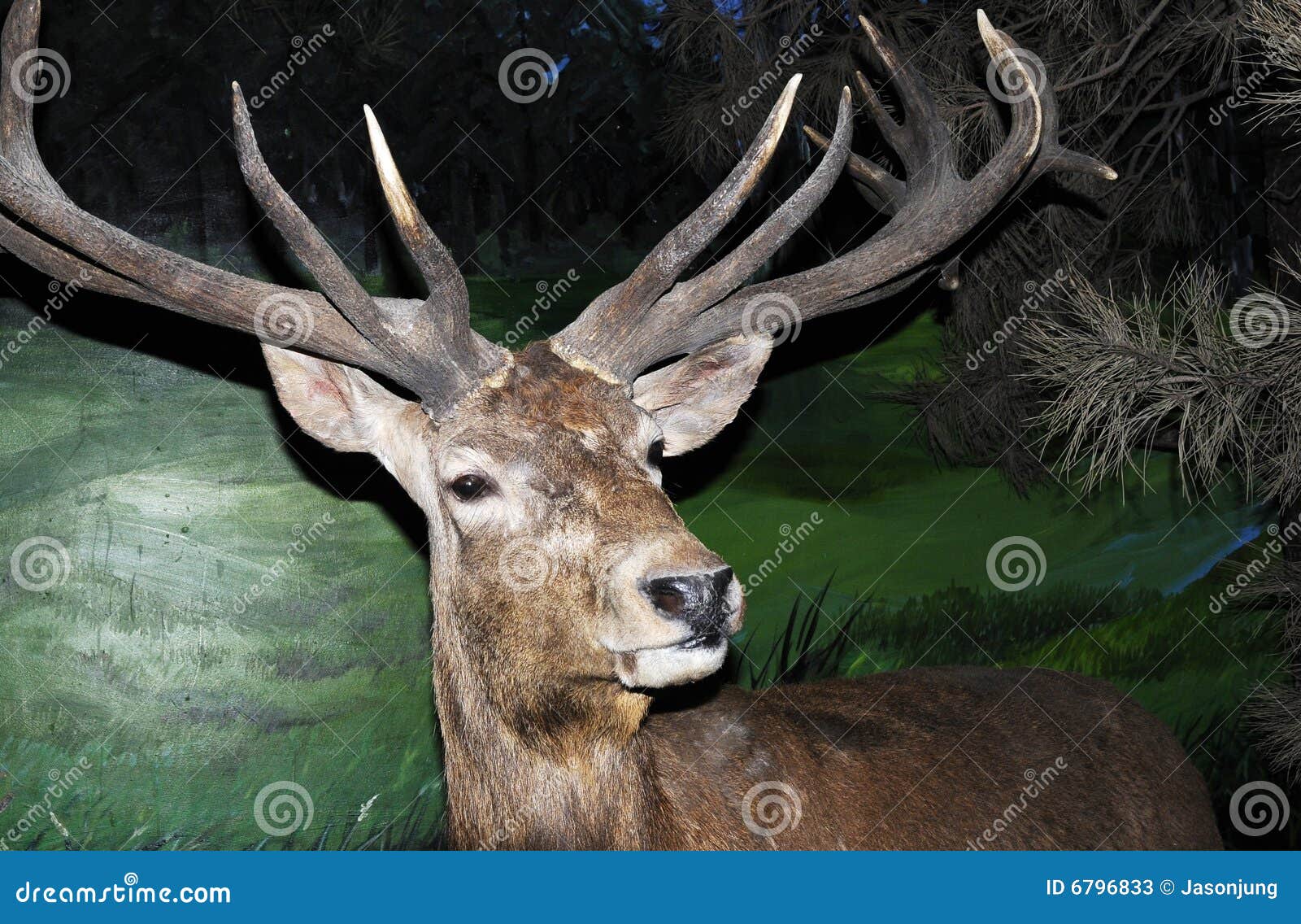 Deer with big horn stock image. Image of deer, mammal - 6796833
