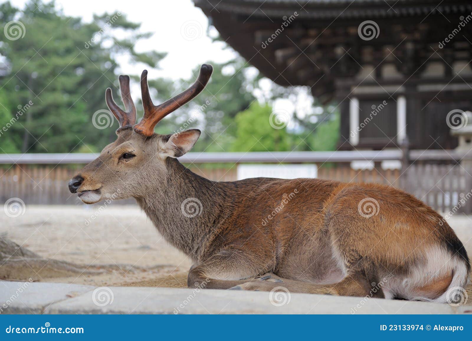 Deer with big horns stock photo. Image of horn, park - 23133974