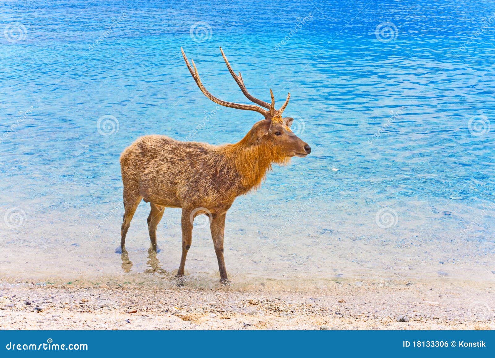 Deer with Big Horns in Ocean Stock Photo - Image of nature, hair: 18133306