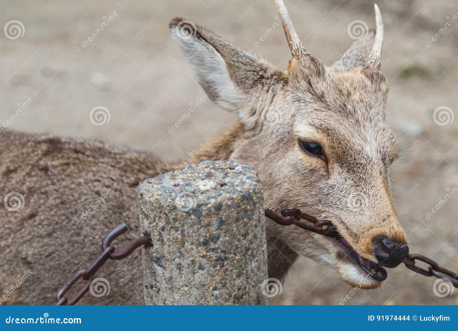 Deer Bite a Chain in the Park Stock Photo - Image of bite, summer: 91974444