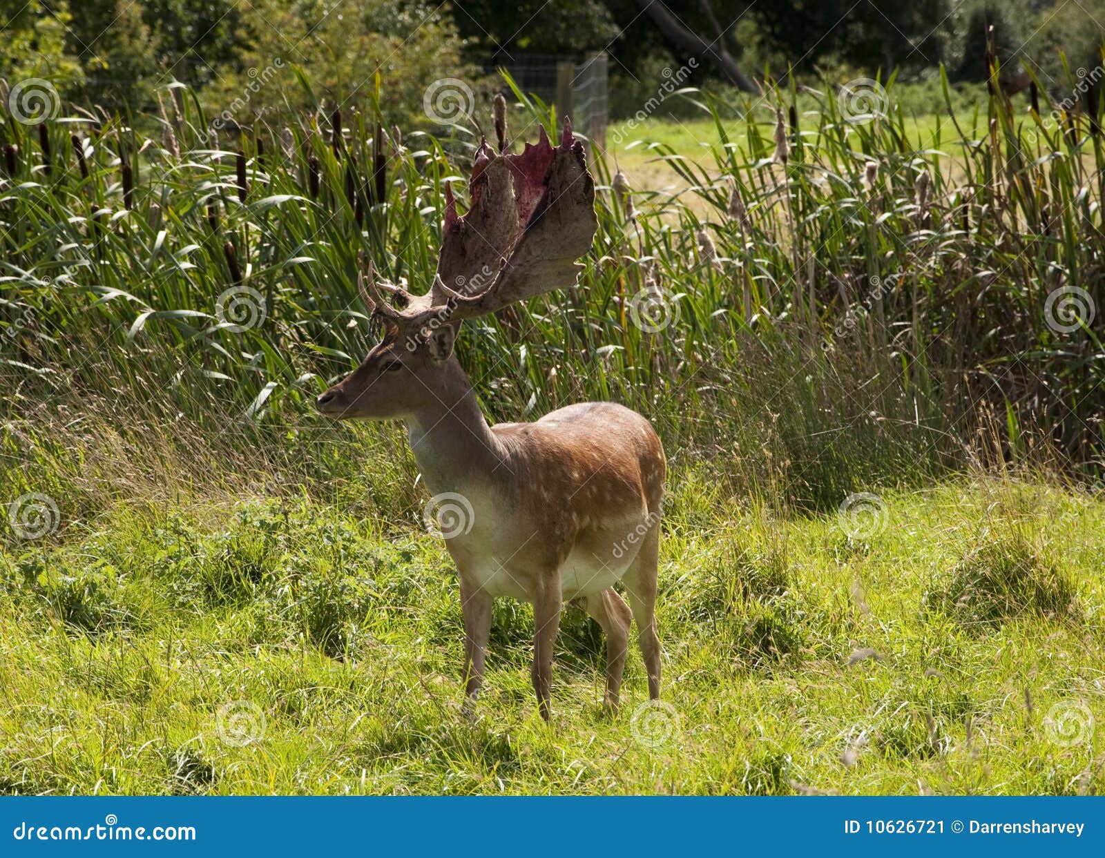 Deer with Bloodied antlers stock image. Image of fighting - 10626721
