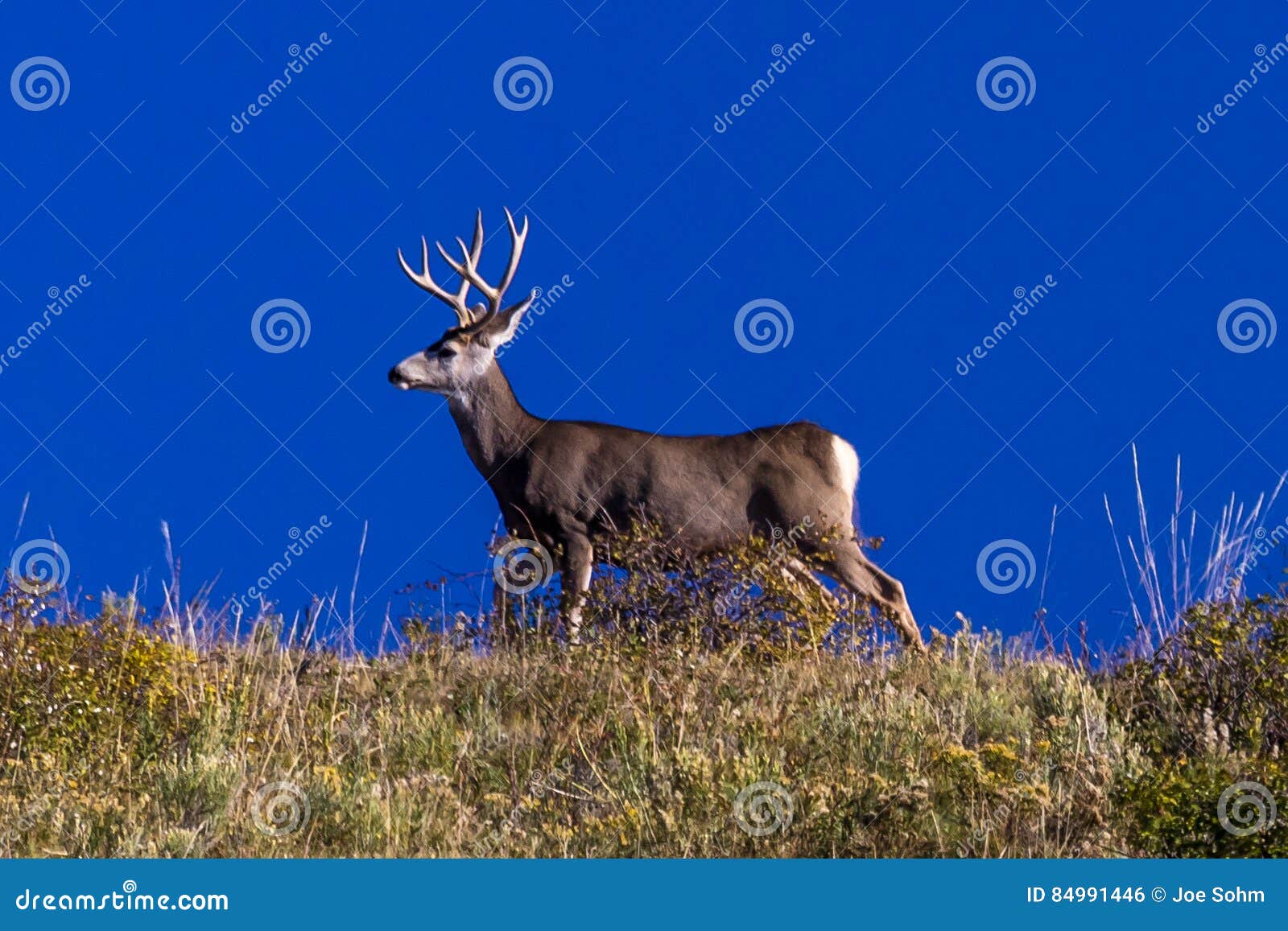 Deer and Blue Sky Outside of Ridgway, Colorado, September 25, 2016 ...
