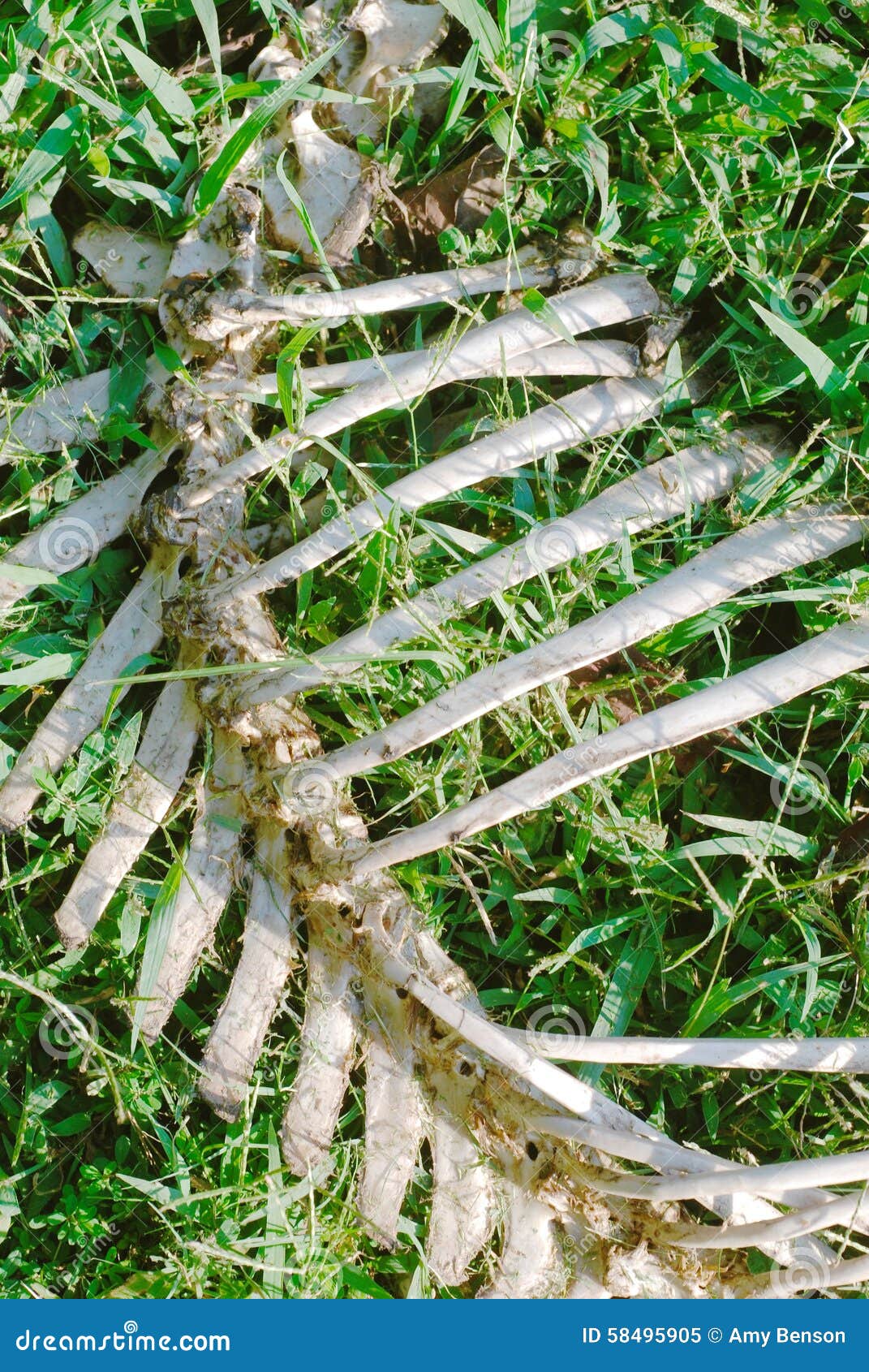 Deer Bones stock image. Image of grass, bones, deer, skeleton - 58495905