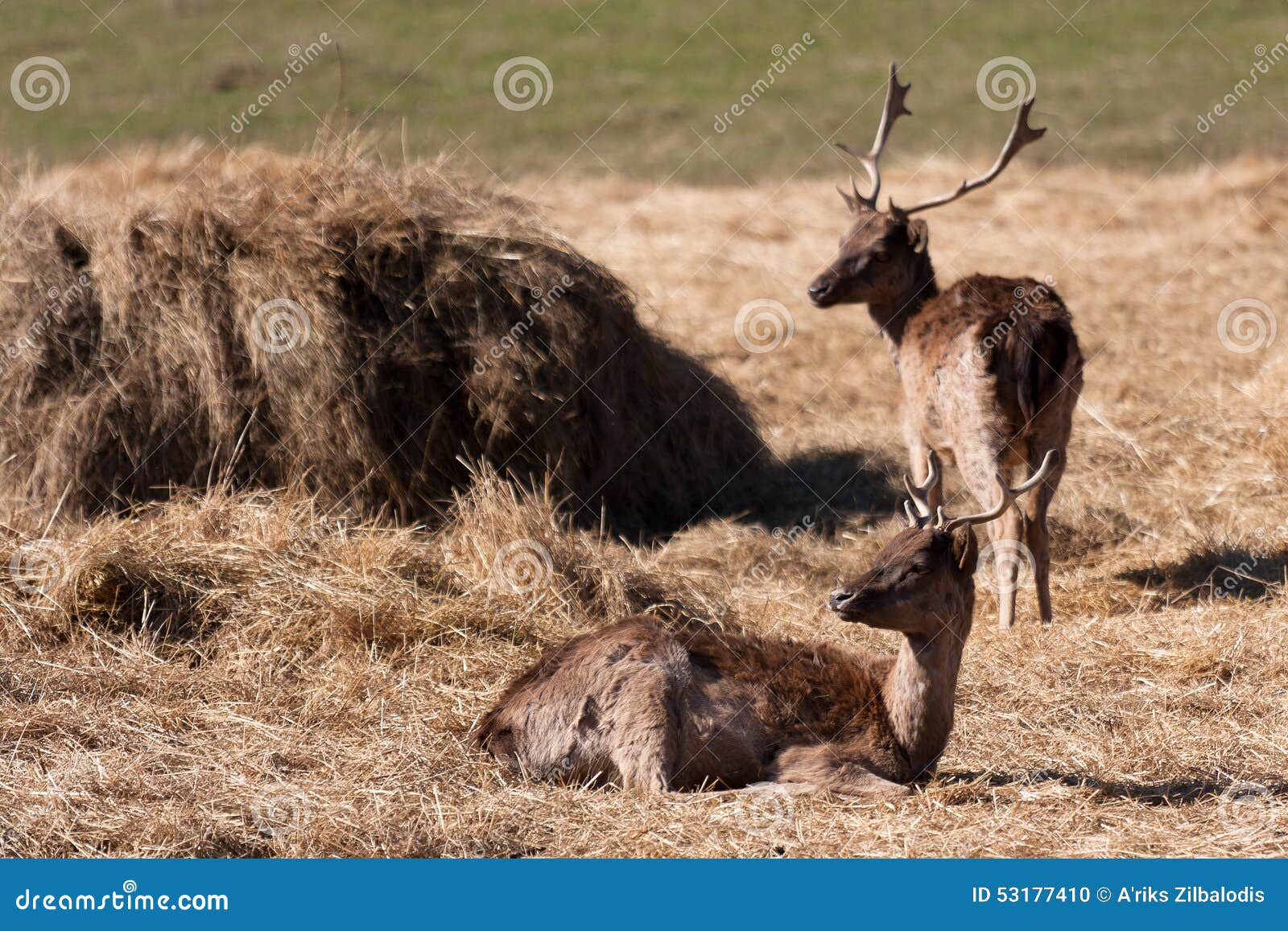 Deer breeding in latvia stock photo. Image of females - 53177410