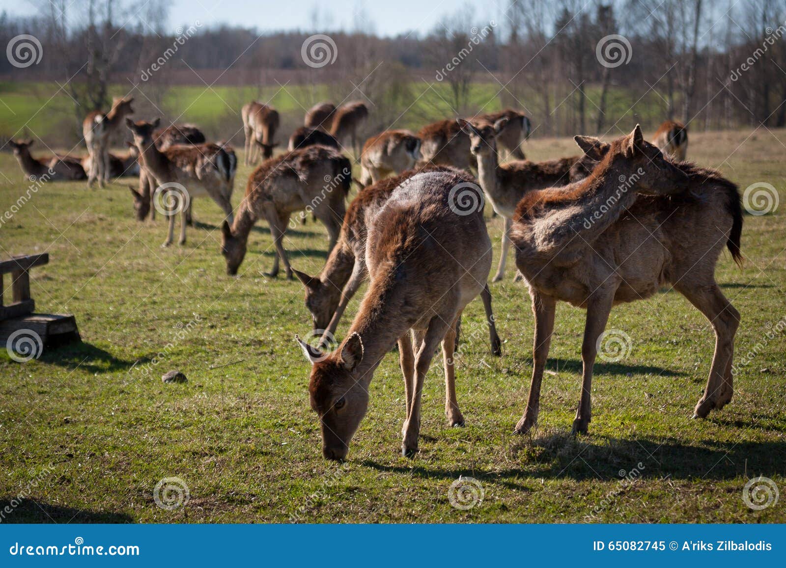 Deer breeding stock image. Image of brown, meadow, antler - 65082745