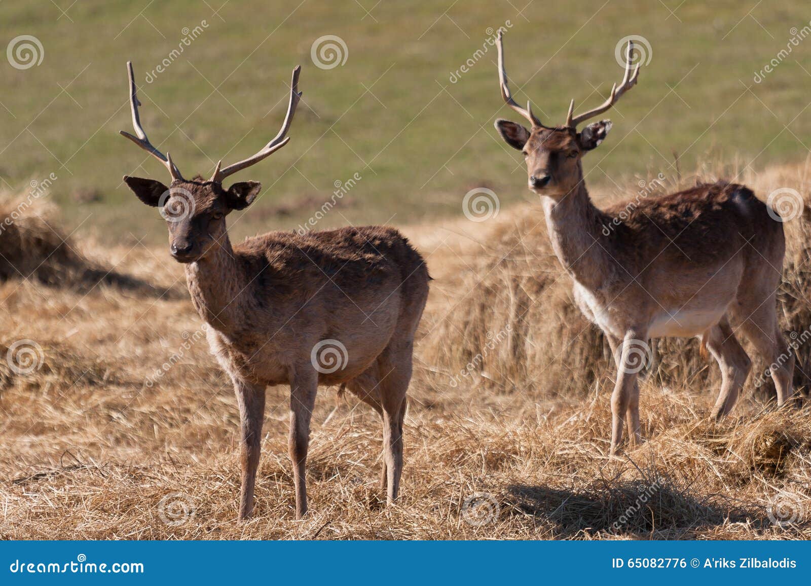 Deer breeding stock photo. Image of meadow, park, hunting - 65082776