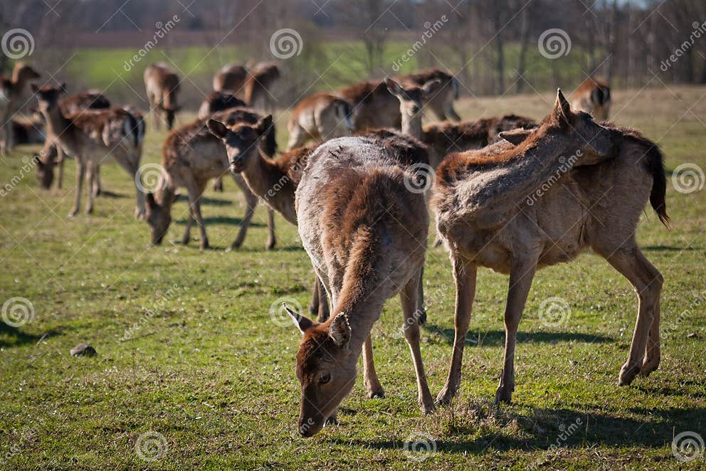 Deer breeding stock image. Image of autumn, baby, explosion - 65082809