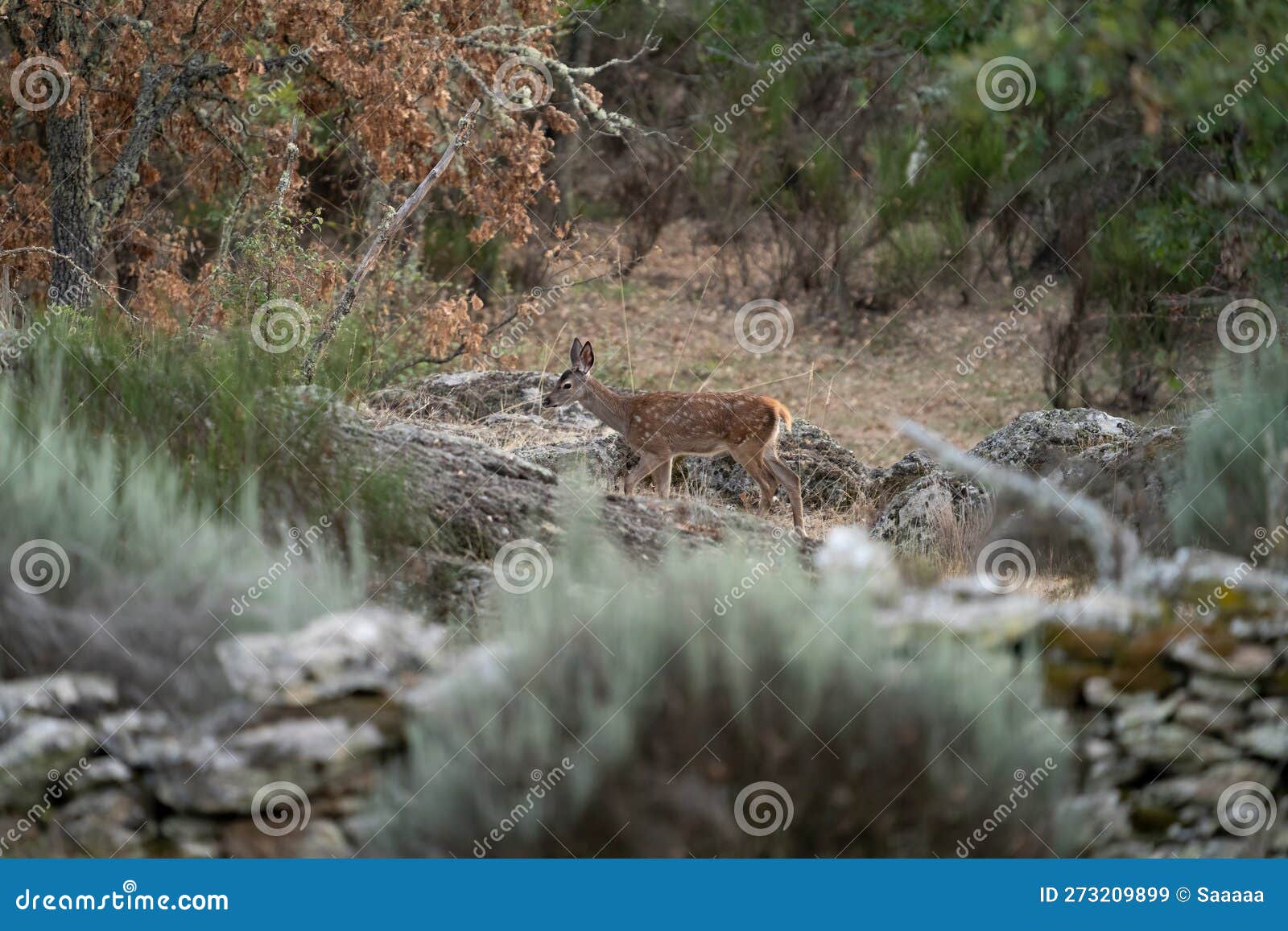 Deer Breeding Long Shot Profile View Walking Alone Stock Image - Image ...