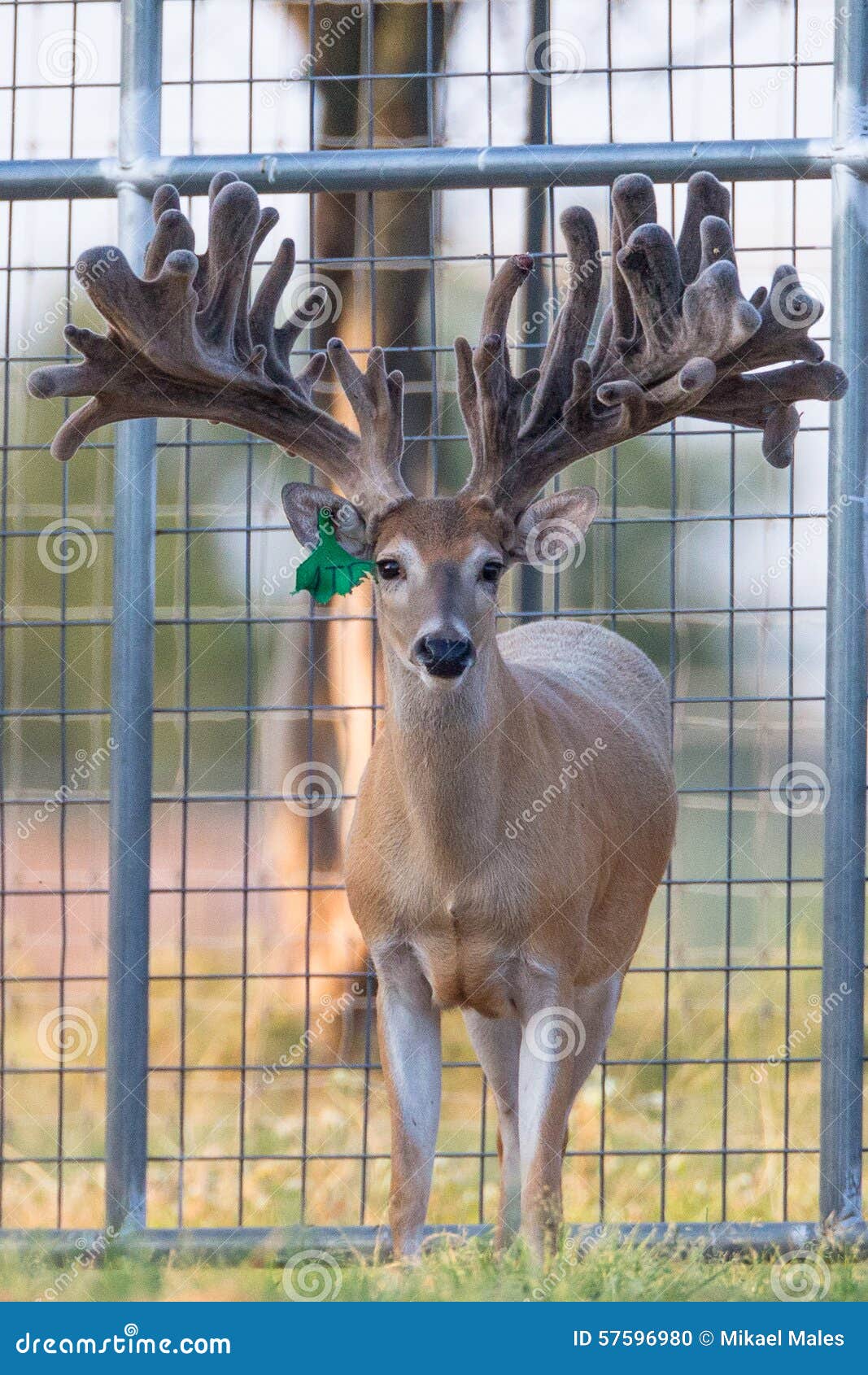 Deer Breeding in Texas stock photo. Image of trees, hunt - 57596980
