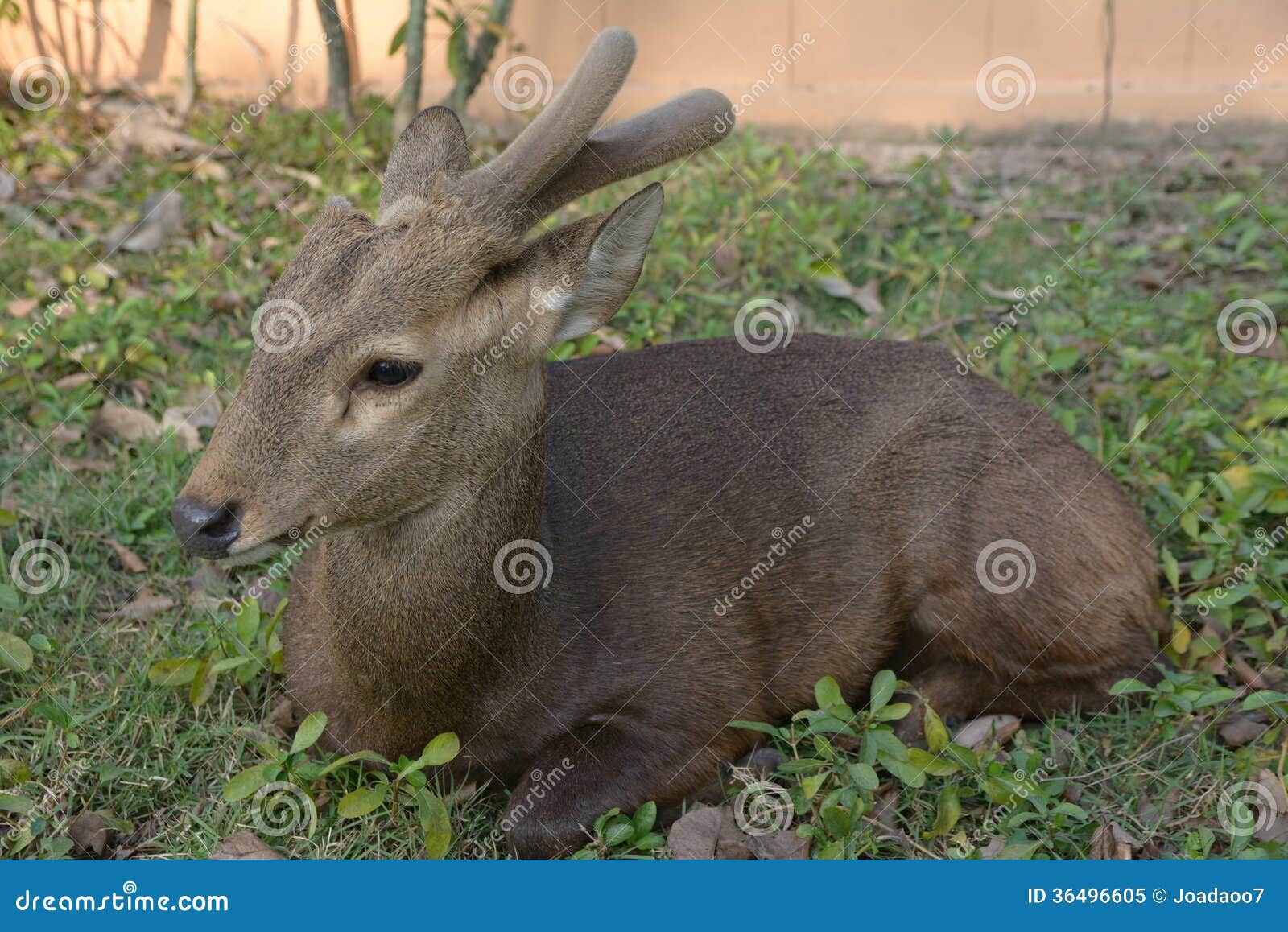 Deer with broken horn stock image. Image of break, mammal - 36496605