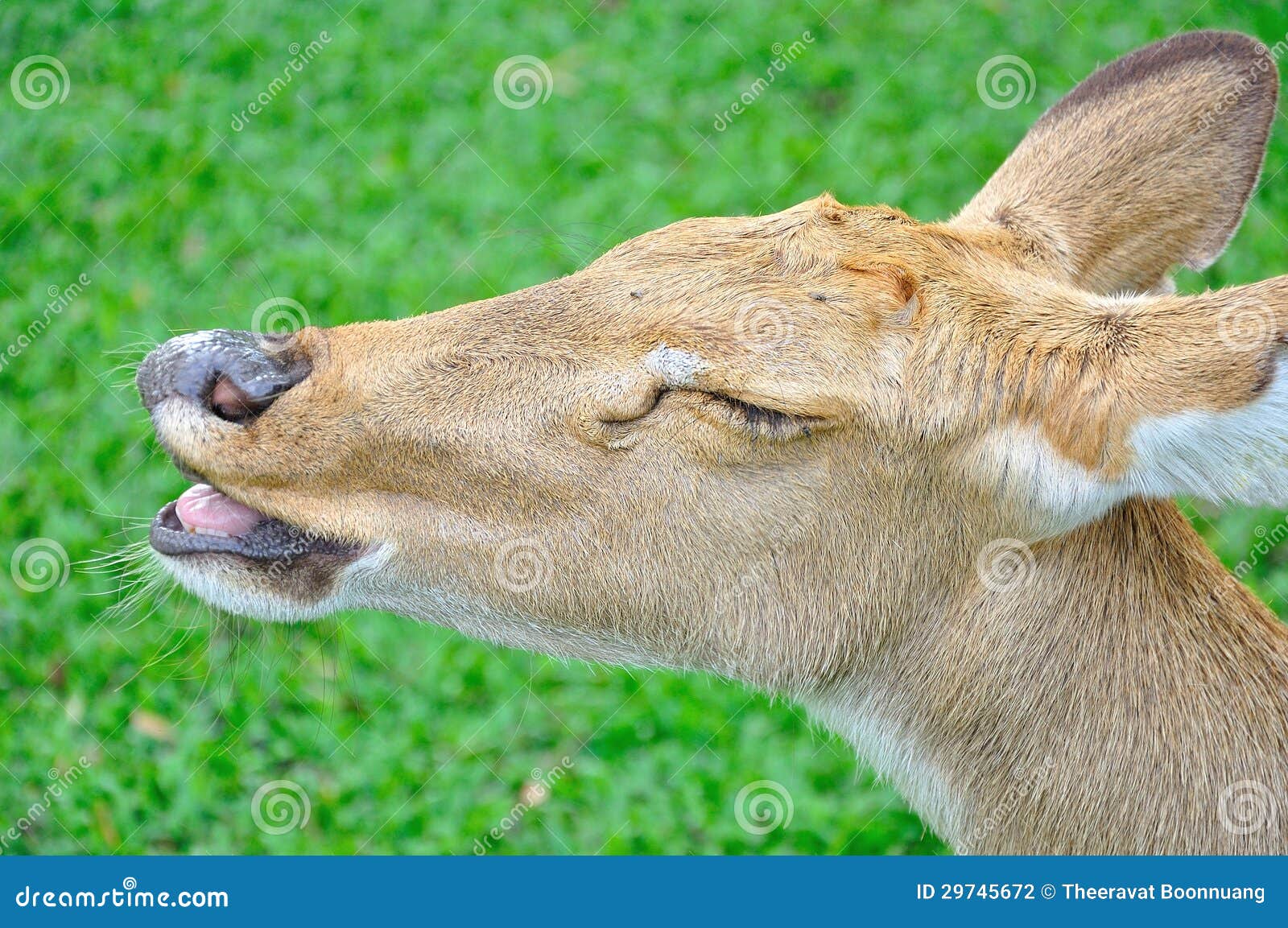 Deer (brow-antlered) stock photo. Image of wild, antlers - 29745672