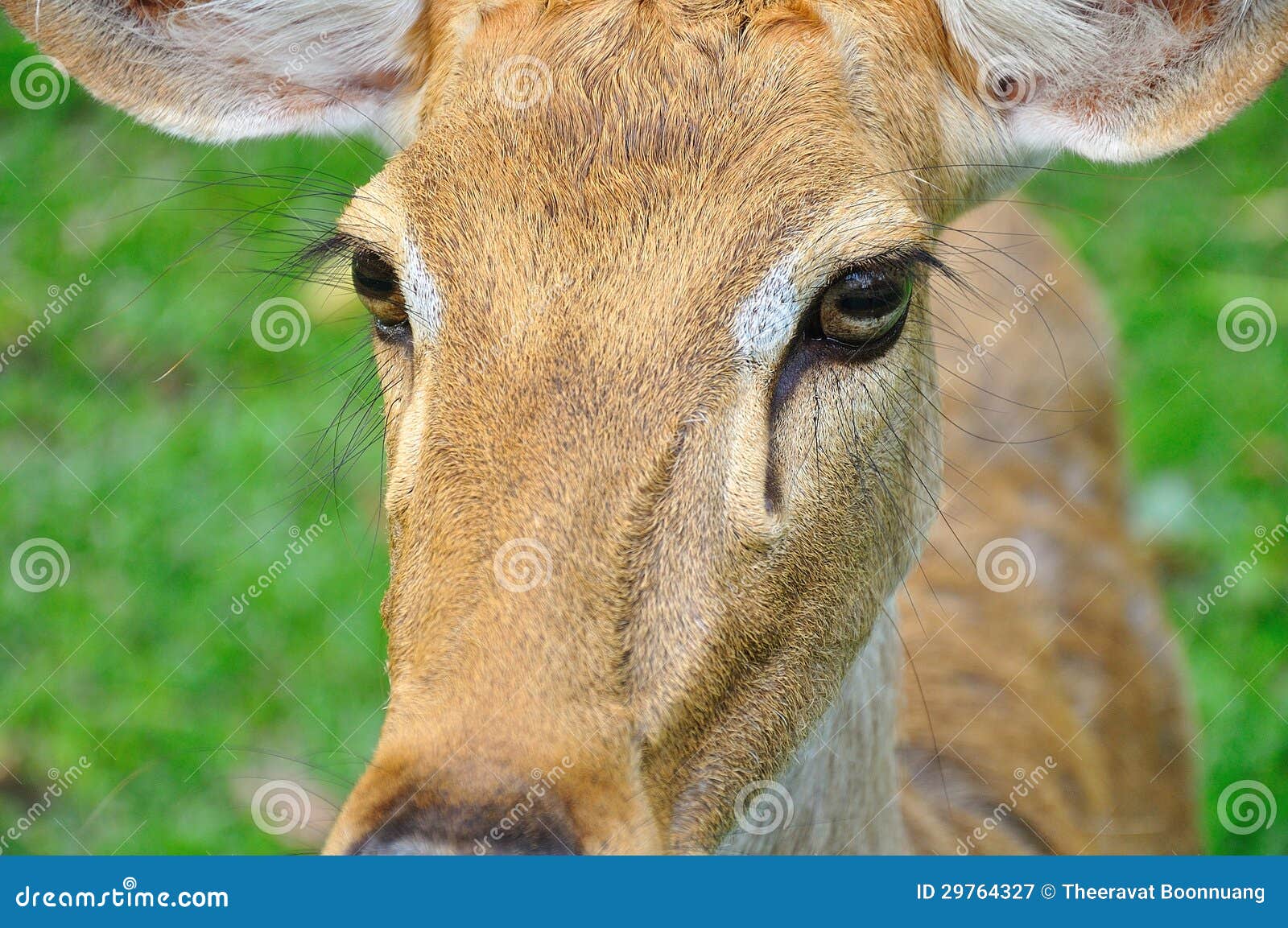 Deer (brow-antlered) stock image. Image of beautiful - 29764327