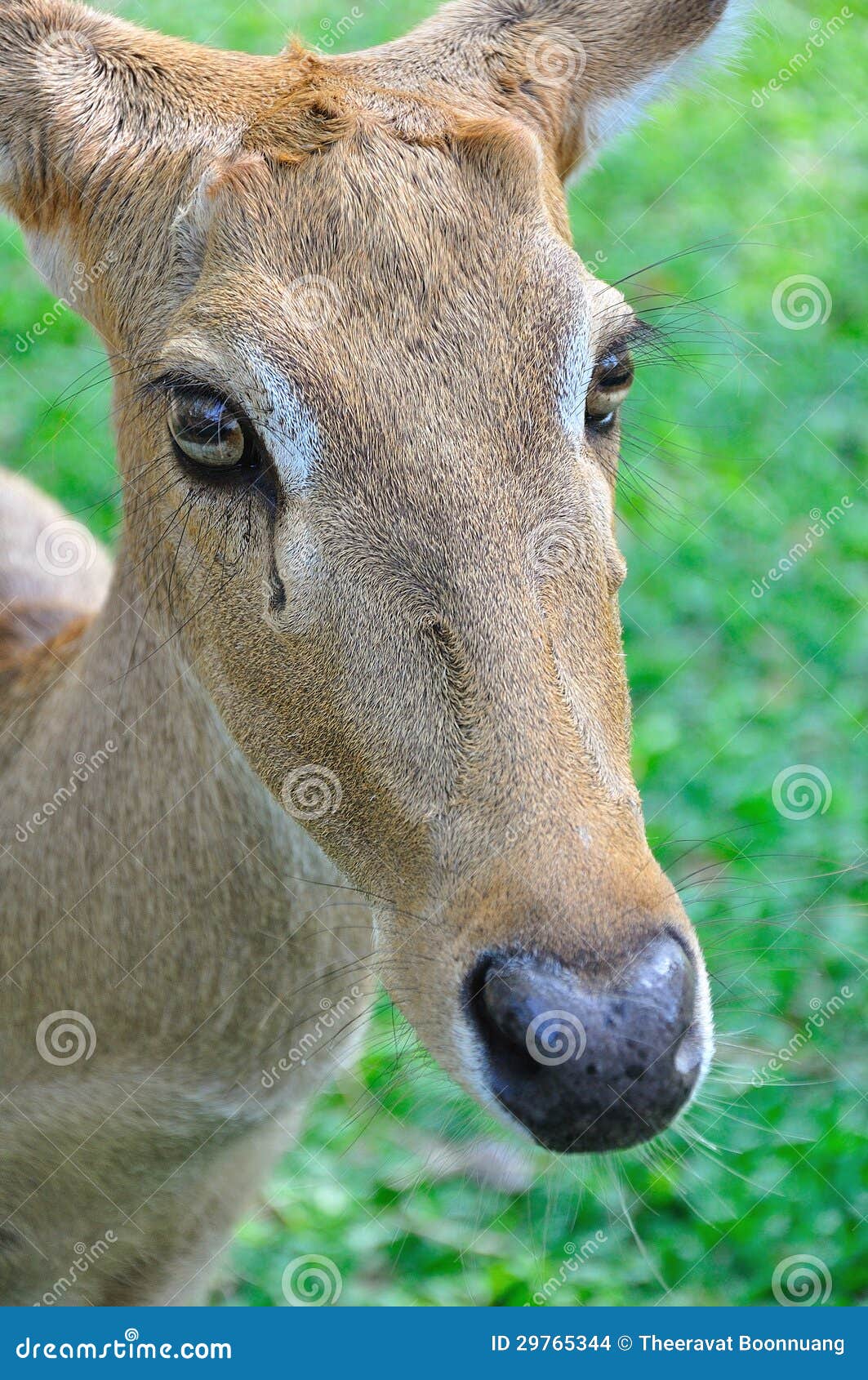 Deer (brow-antlered) stock photo. Image of hunter, deer - 29765344
