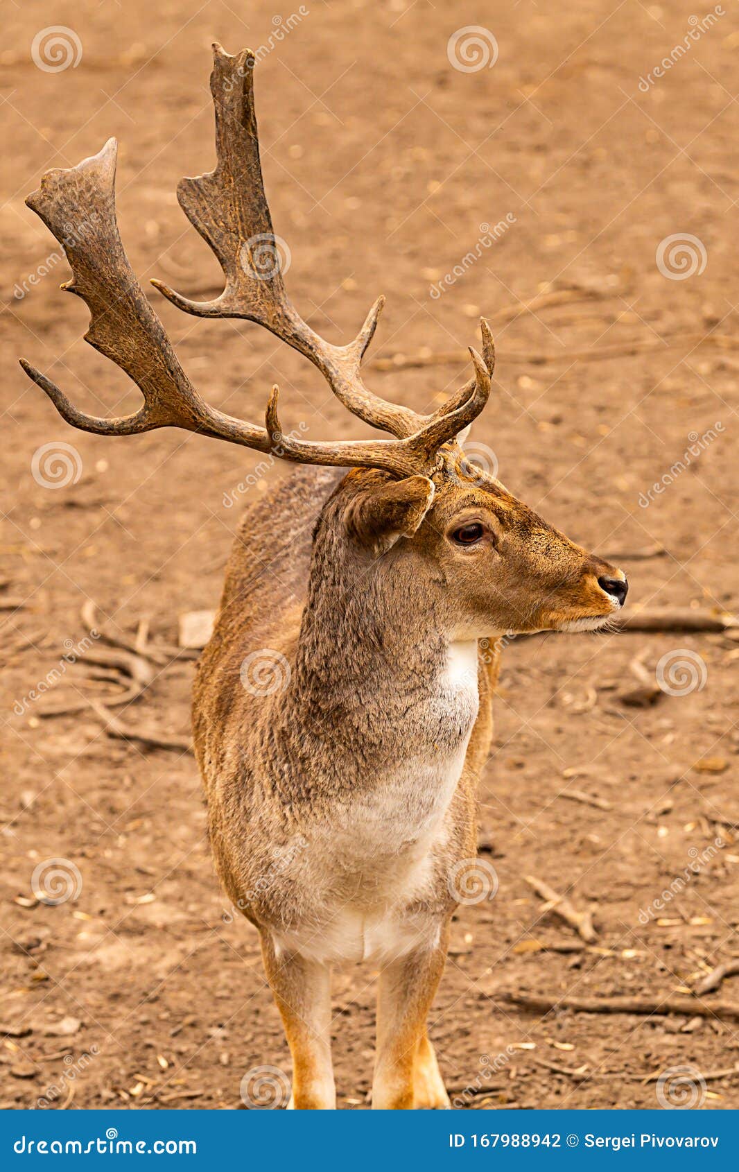 Eld`s Deer Or Brown-Antlered Deer, Cervus Eldii Stock Photography ...