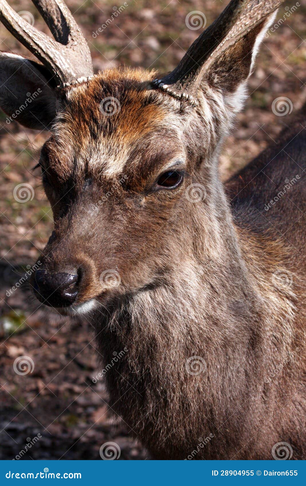 Deer Buck stock image. Image of beauty, antlers, whitetailed - 28904955