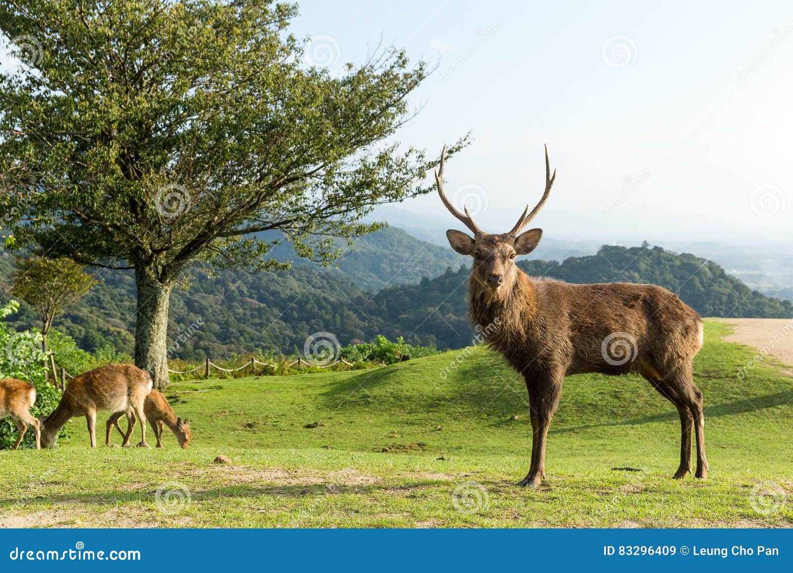 Deer buck stock image. Image of deer, plant, male, tailed - 83296409