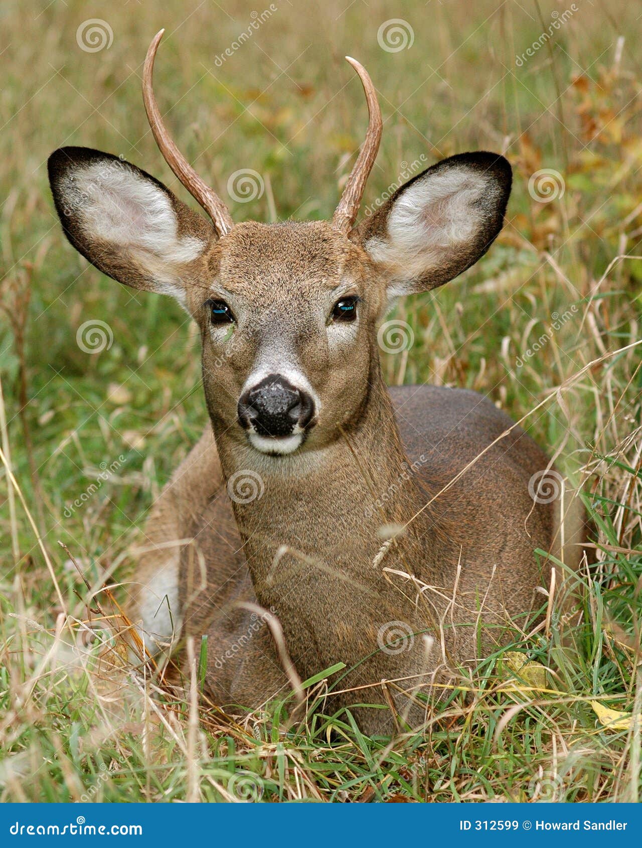 Deer Buck in the Grass stock image. Image of horns, ears - 312599