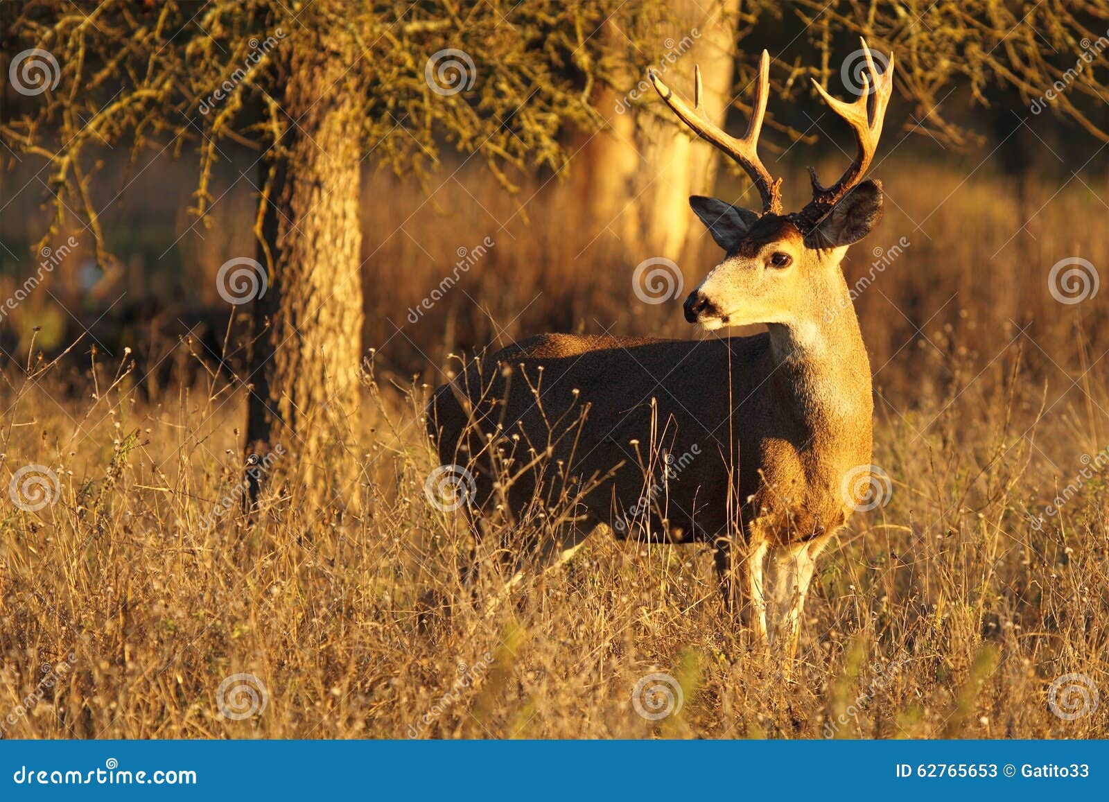 Deer Buck Looking Back stock image. Image of hemionus - 62765653