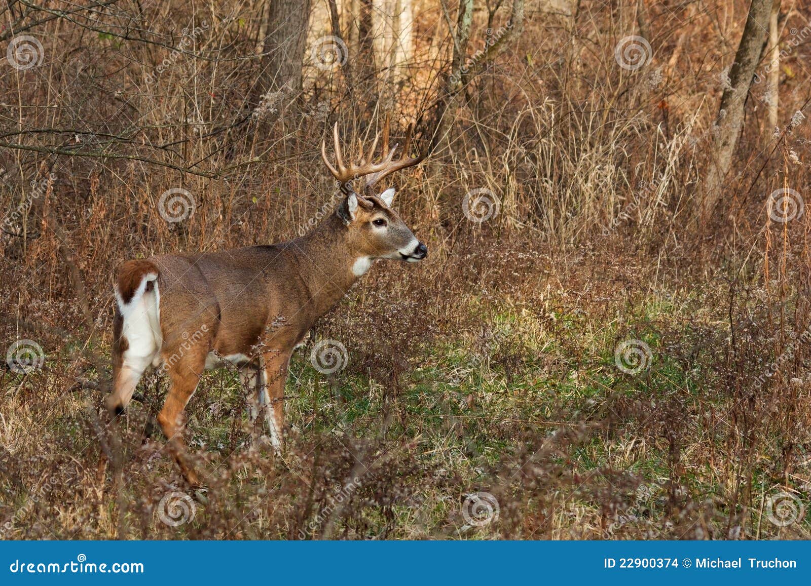 Deer/buck prepares to run stock photo. Image of isolated - 22900374