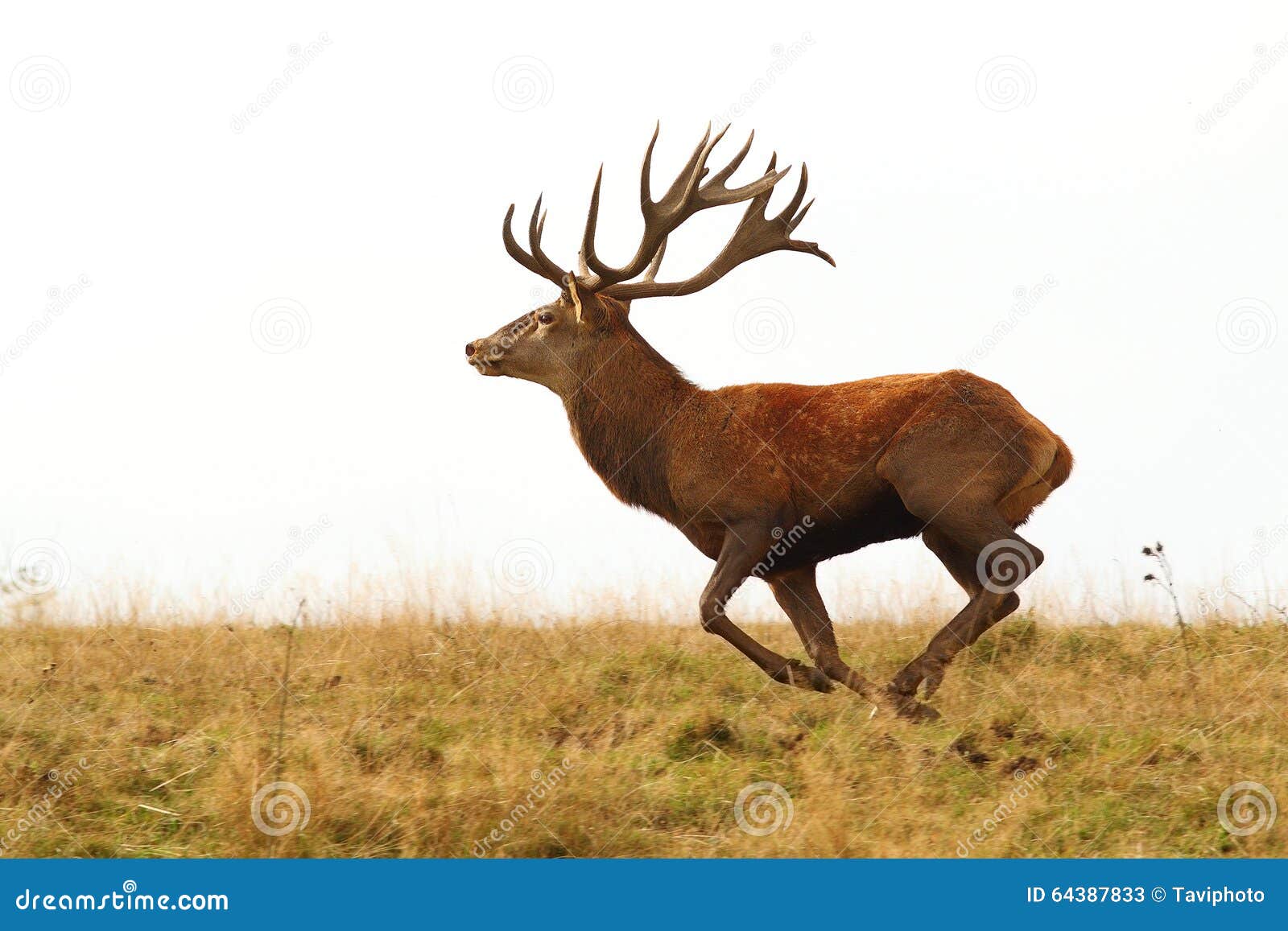 Deer buck running wild stock image. Image of grass, autumn - 64387833