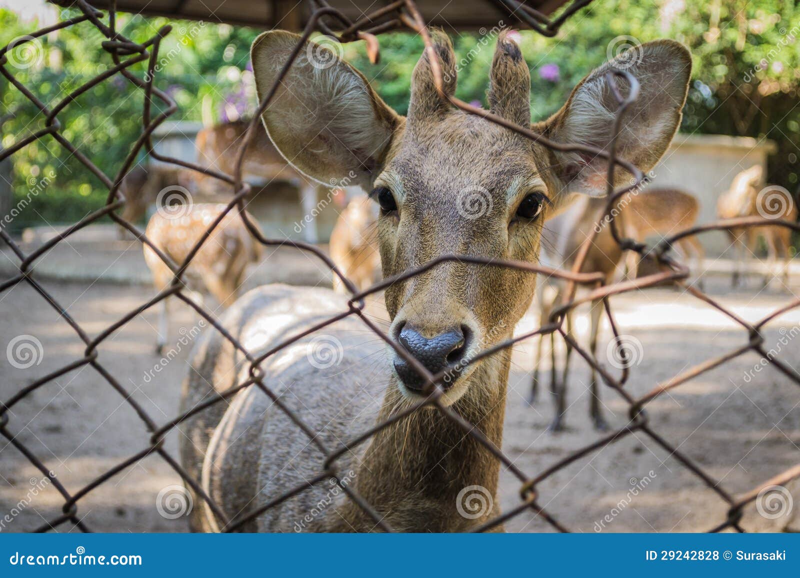 Deer in the cage stock photo. Image of arrest, metal - 29242828