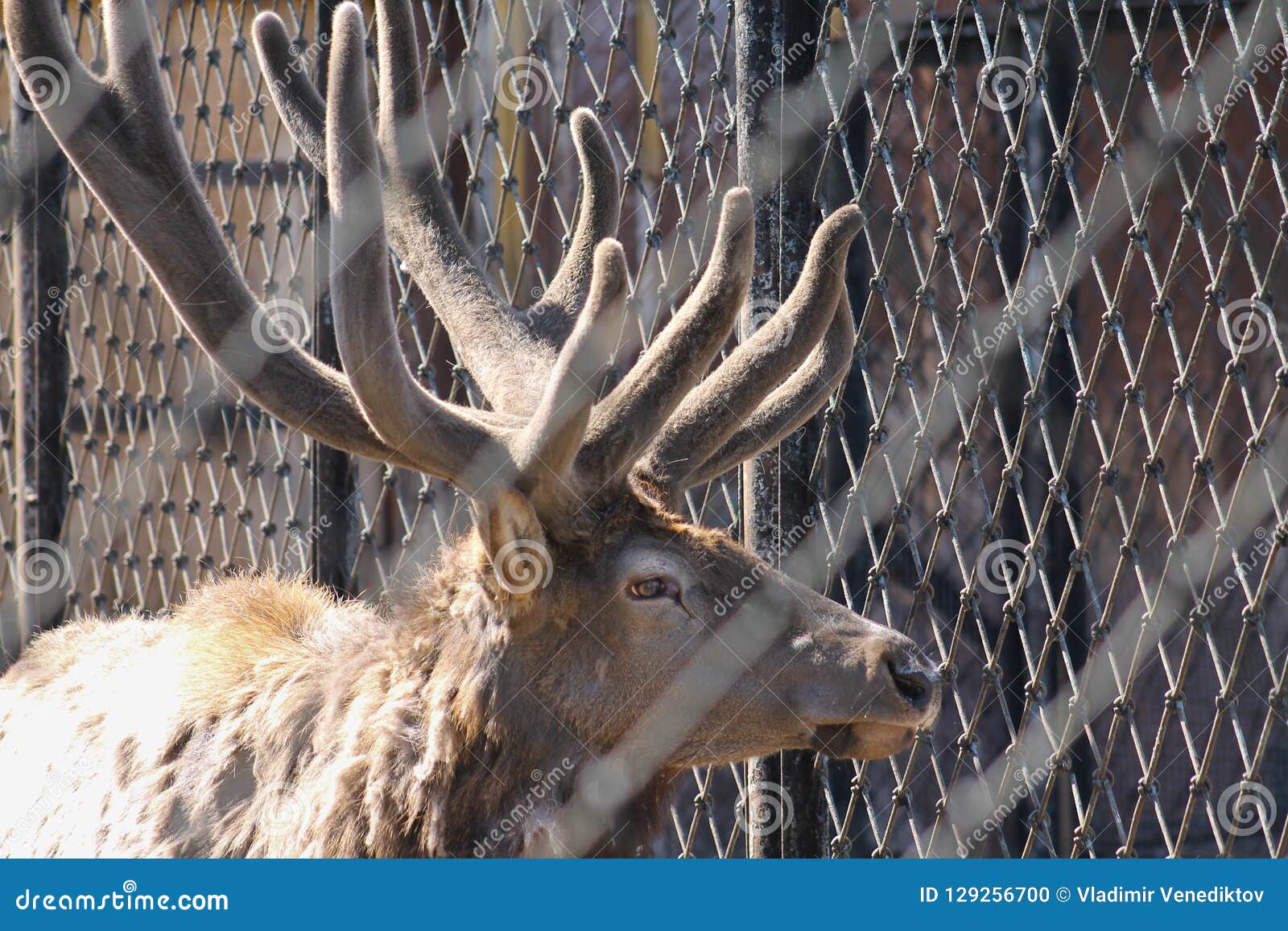 Deer in the Cage. Animal Behind Cage in Zoo. Stock Photo - Image of ...